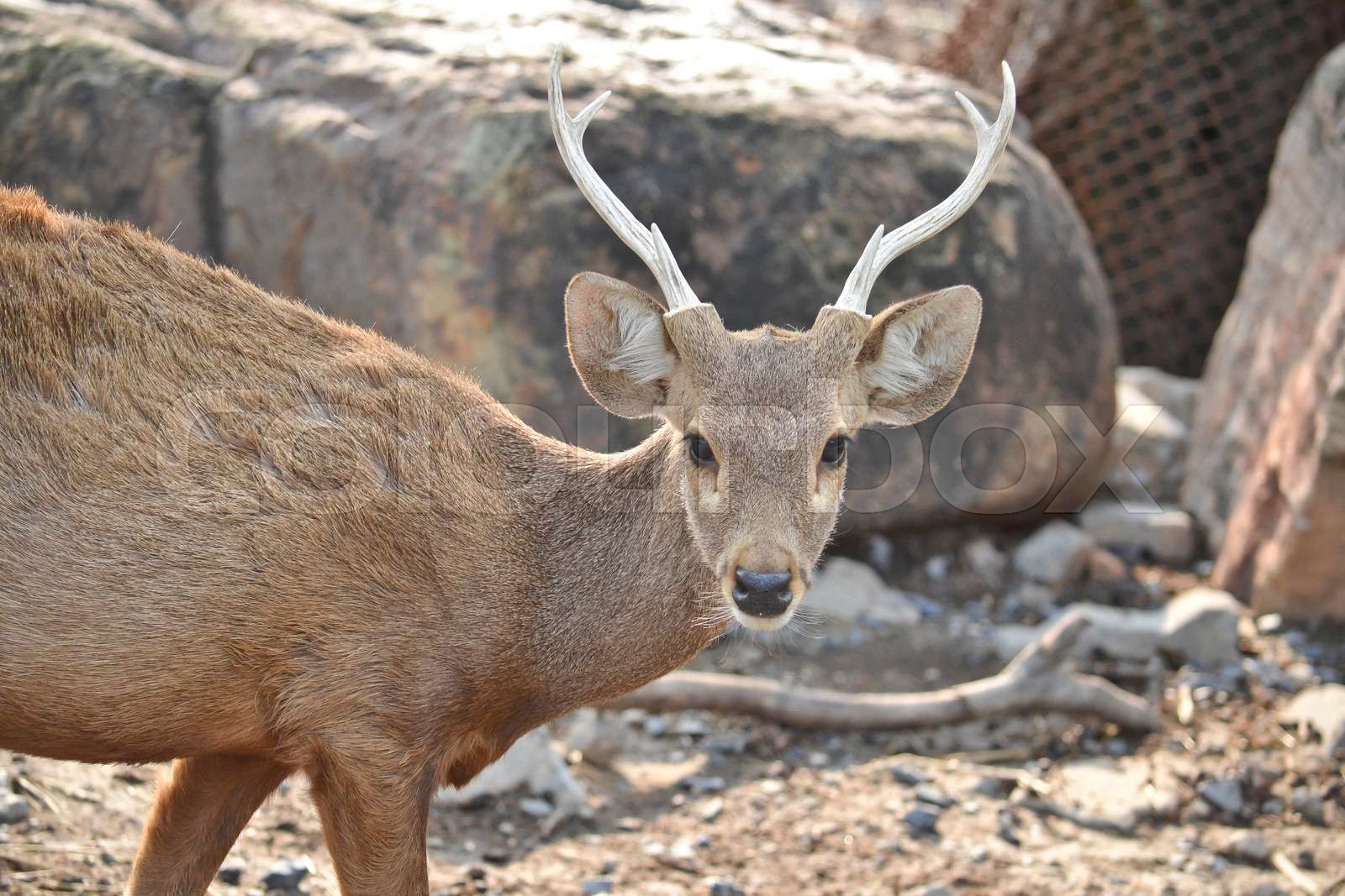 Eld's Deer | Stock image | Colourbox