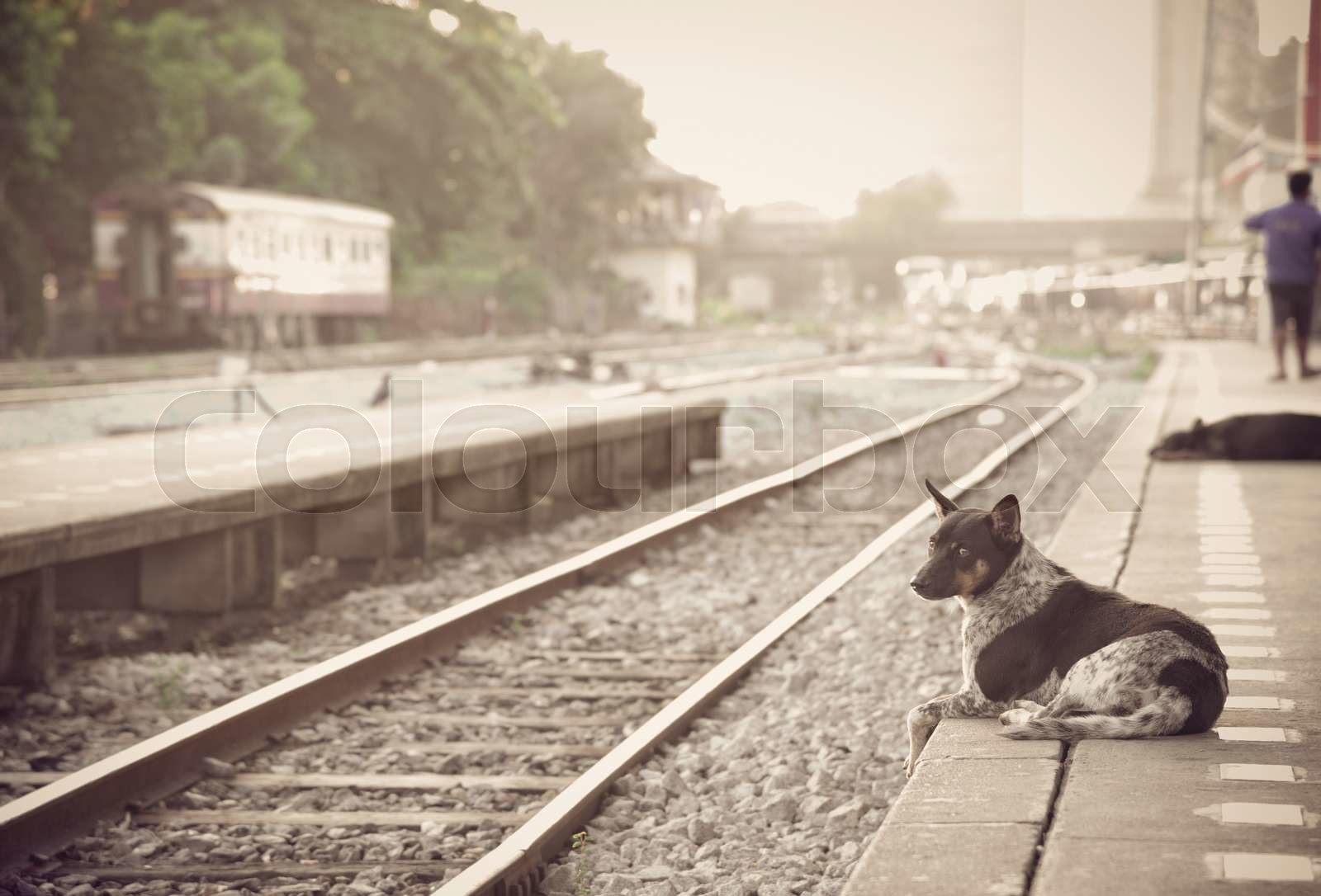 dog waiting for his master to the retro steam train station | Stock ...