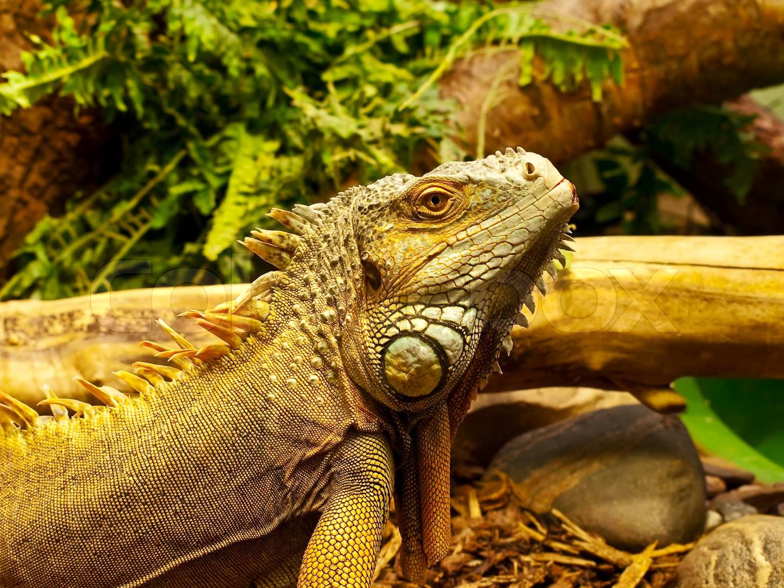 Foto ot der Leguan im Terrarium mit Pflanzen | Stock Bild | Colourbox