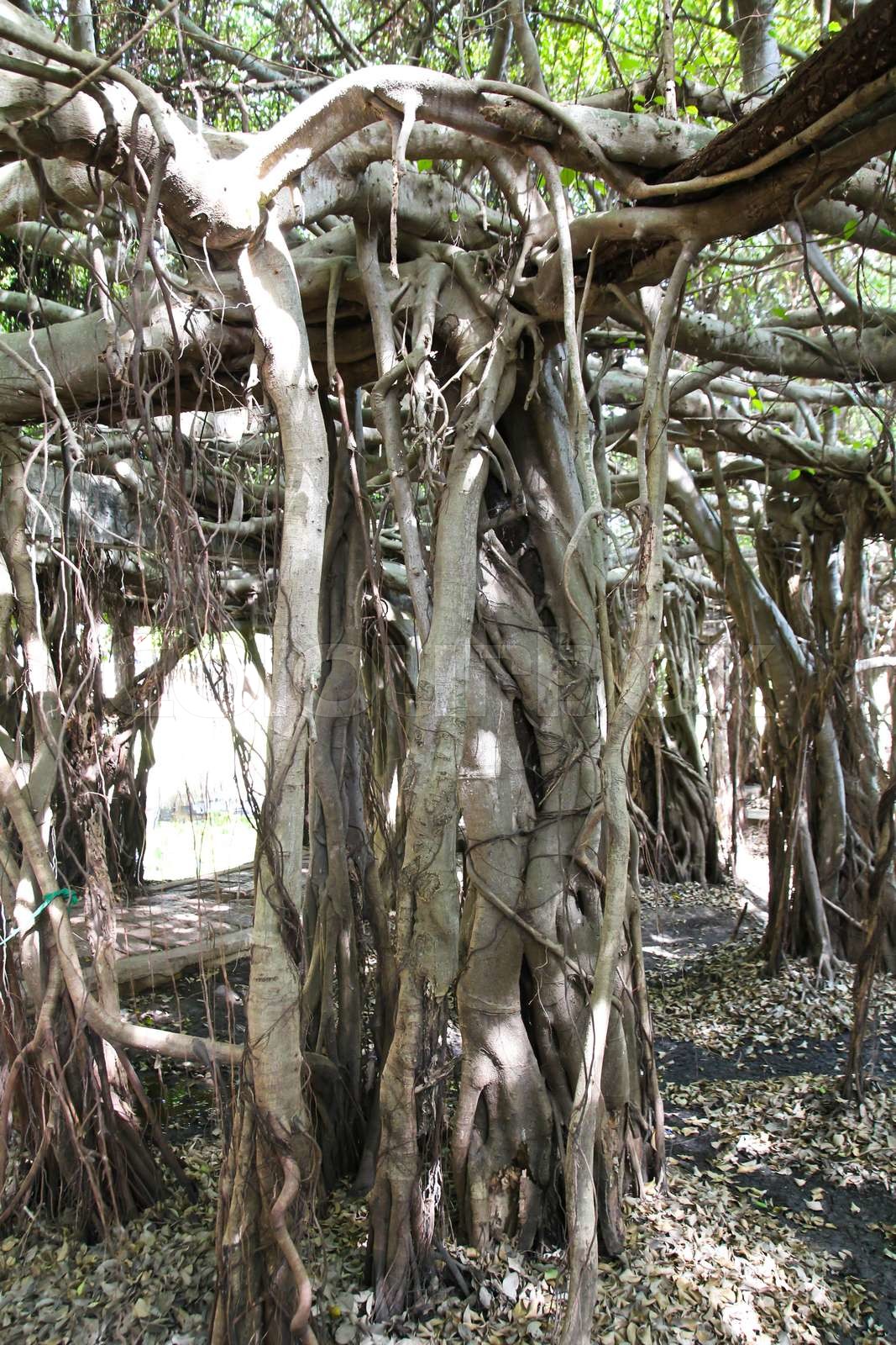 Banyan tree roots | Stock image | Colourbox