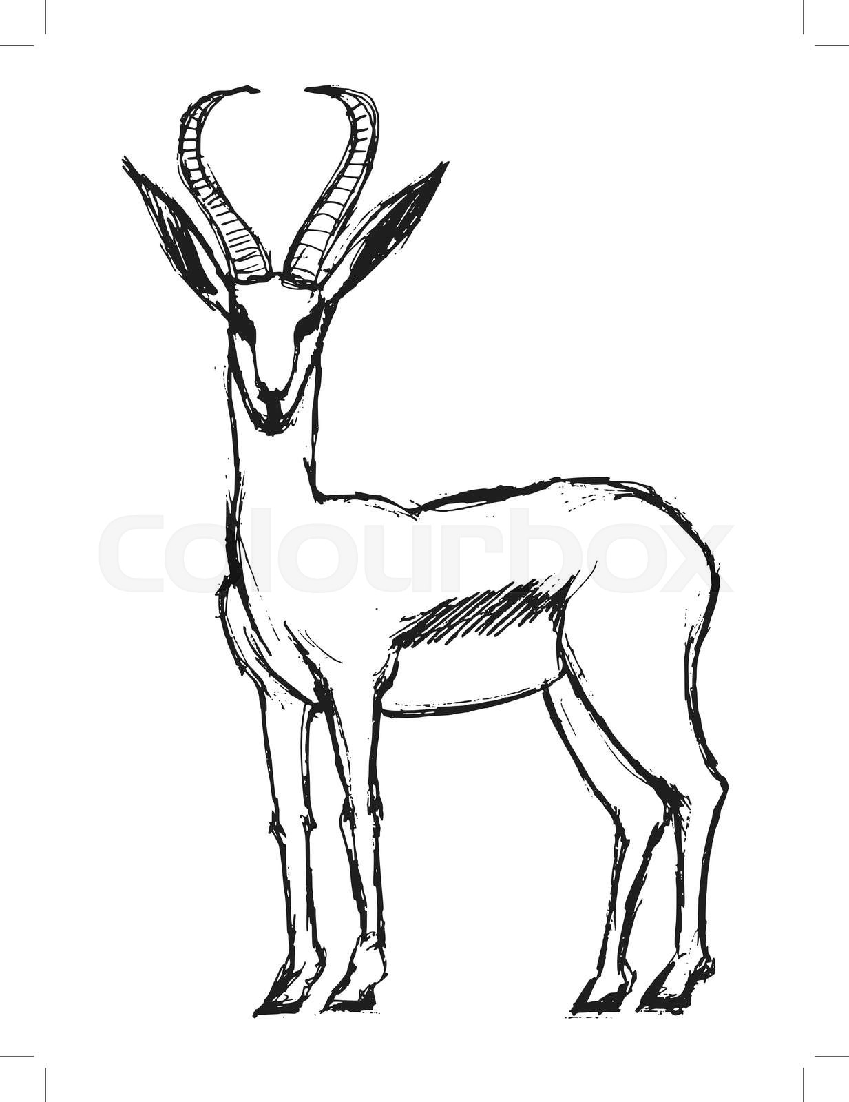 gazelle, illustration of wildlife, African, safari, zoo, mammal | Stock ...