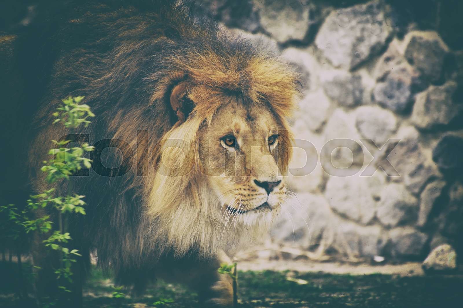 Lion. | Stock image | Colourbox