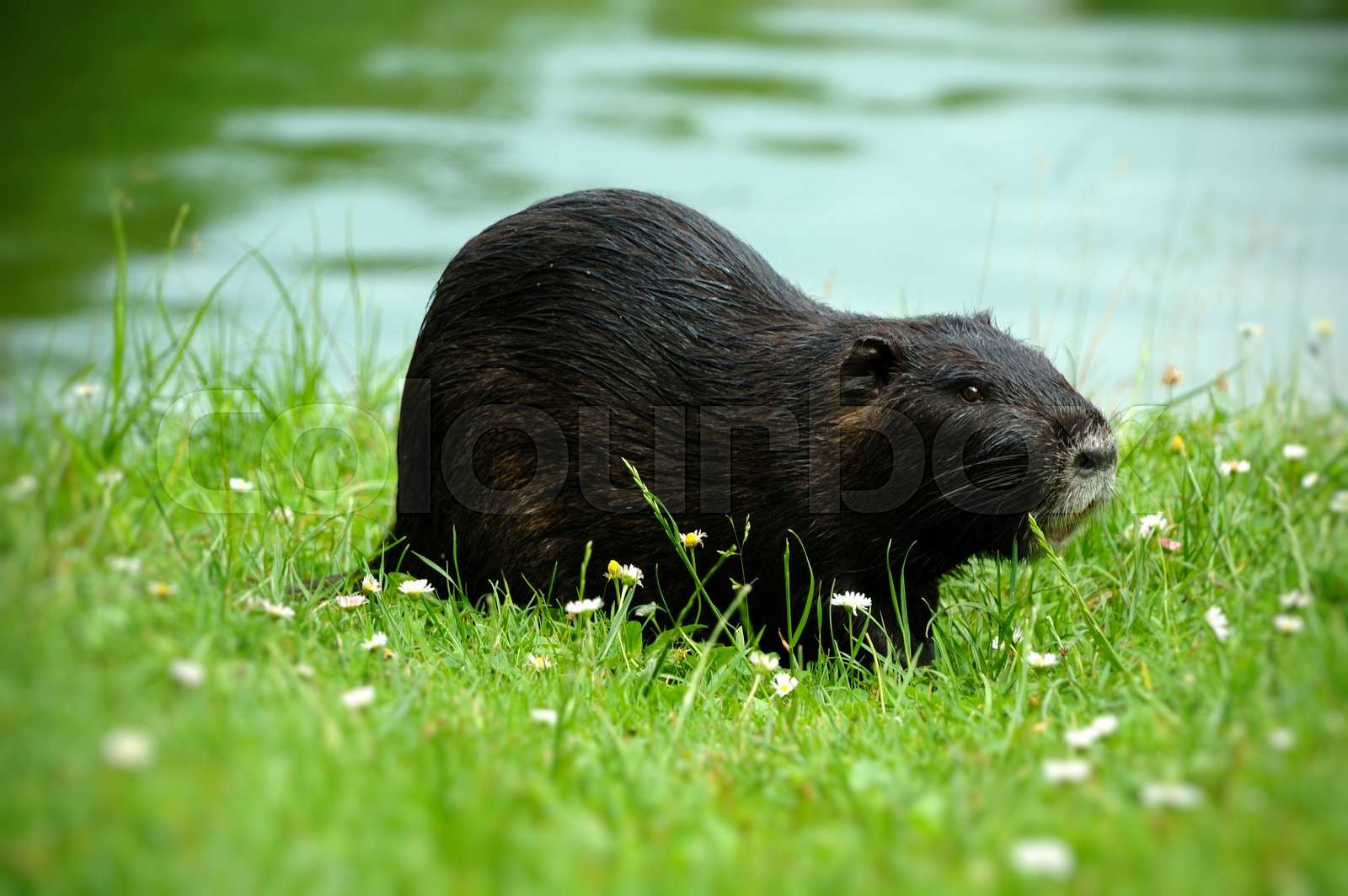 Nutria (nutria Myocaster) | Stock image | Colourbox