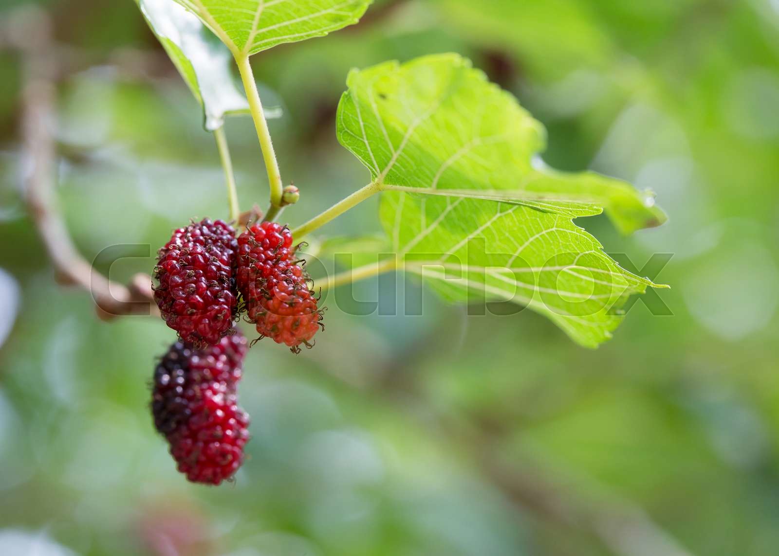 mulberry fruit on tree | Stock image | Colourbox