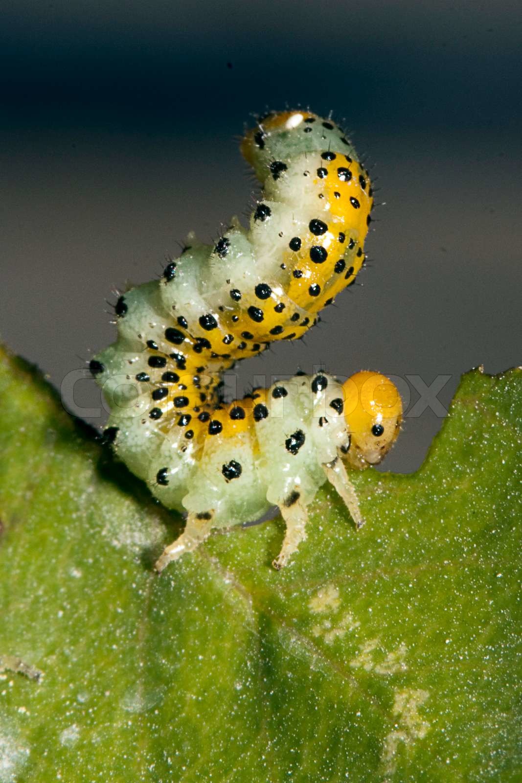 larvae | Stock image | Colourbox