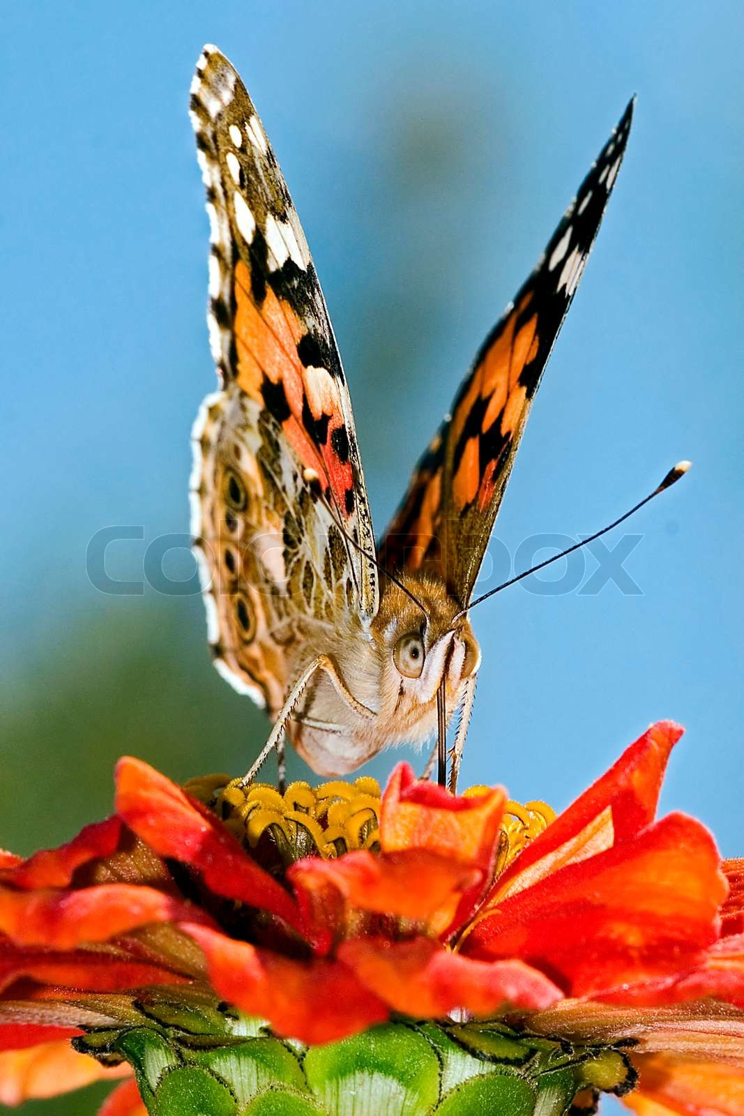 nice Butterfly | Stock image | Colourbox