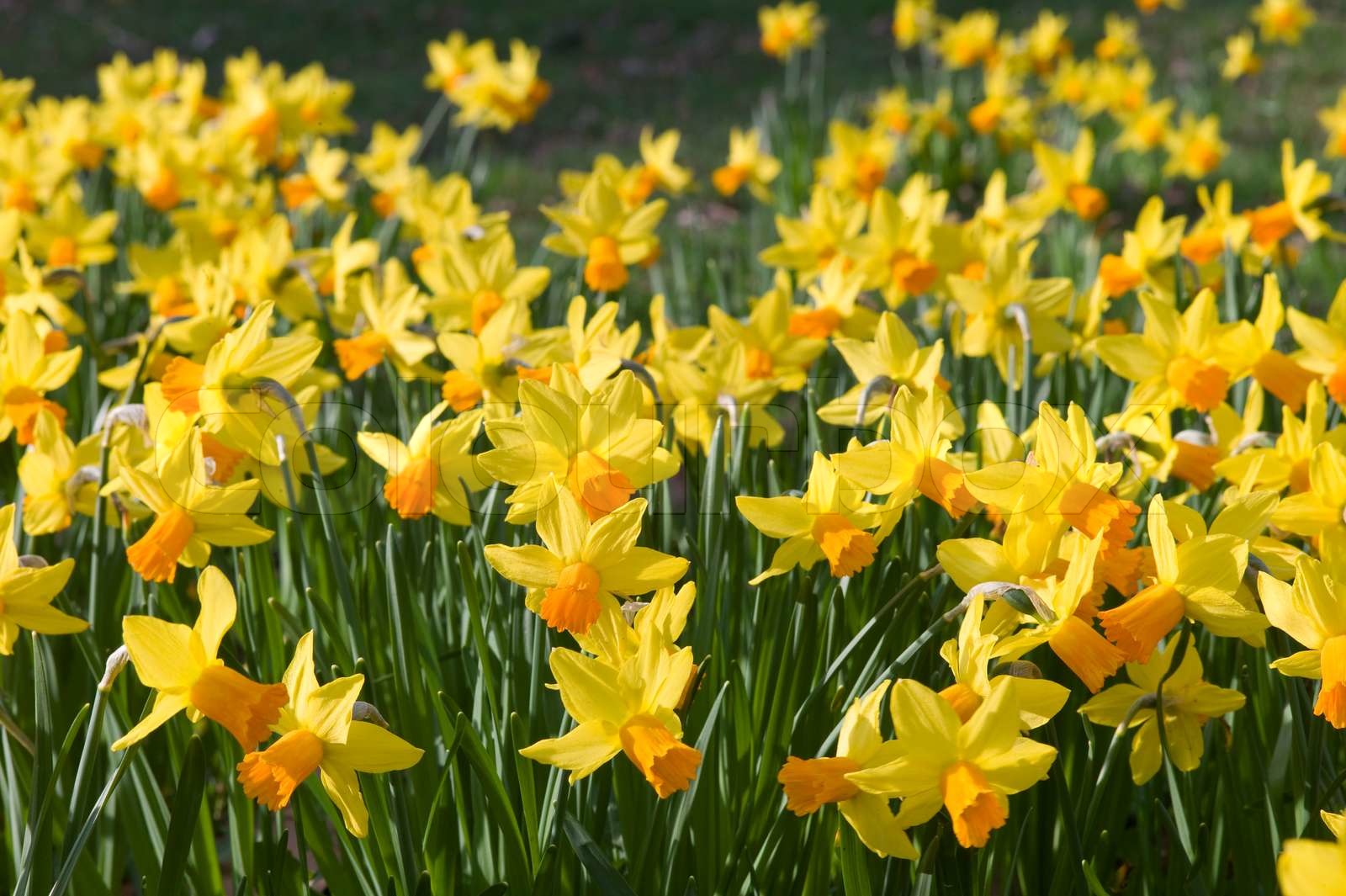 Outdoor shot of yellow daffodils in a nicely full flowerbed | Stock ...