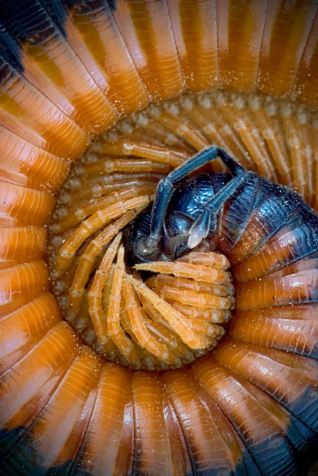 extreme Makro | Stock Bild | Colourbox