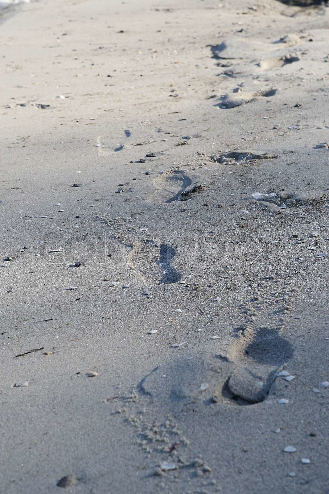 Fodspor i sandet | Stock foto | Colourbox