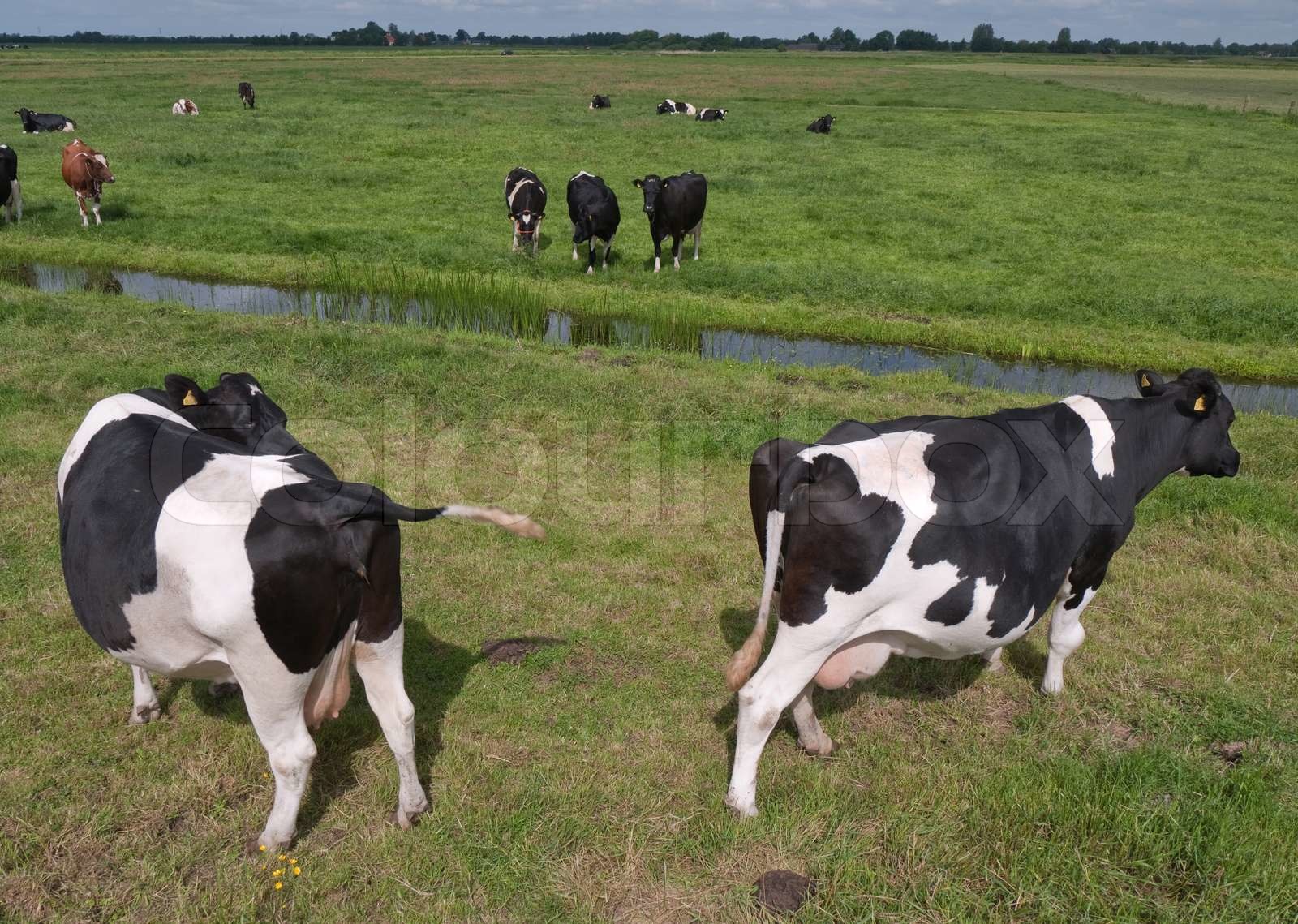 Typical Dutch landscape with cows in the pastures | Stock image | Colourbox