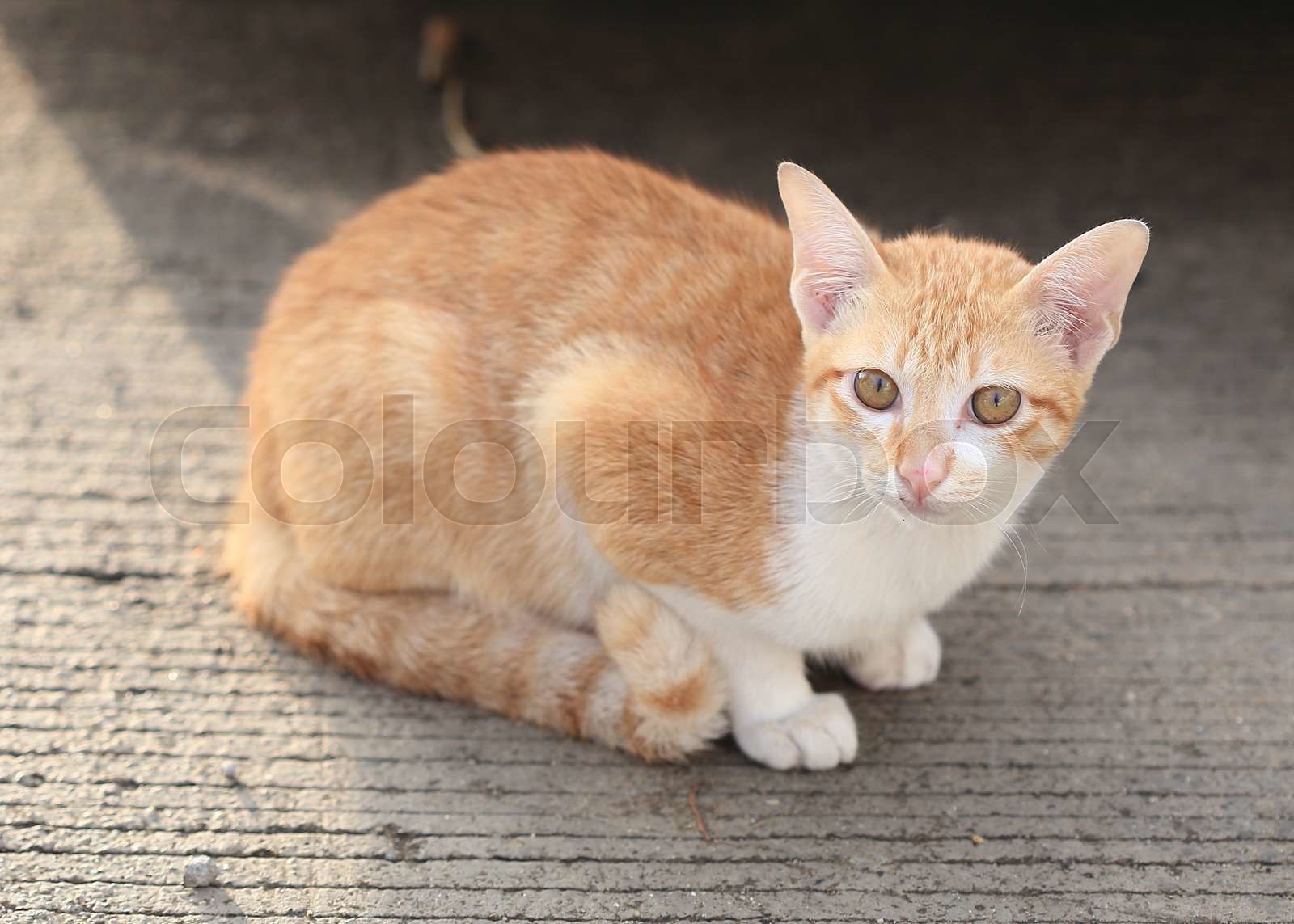 cat looking at the camera | Stock image | Colourbox