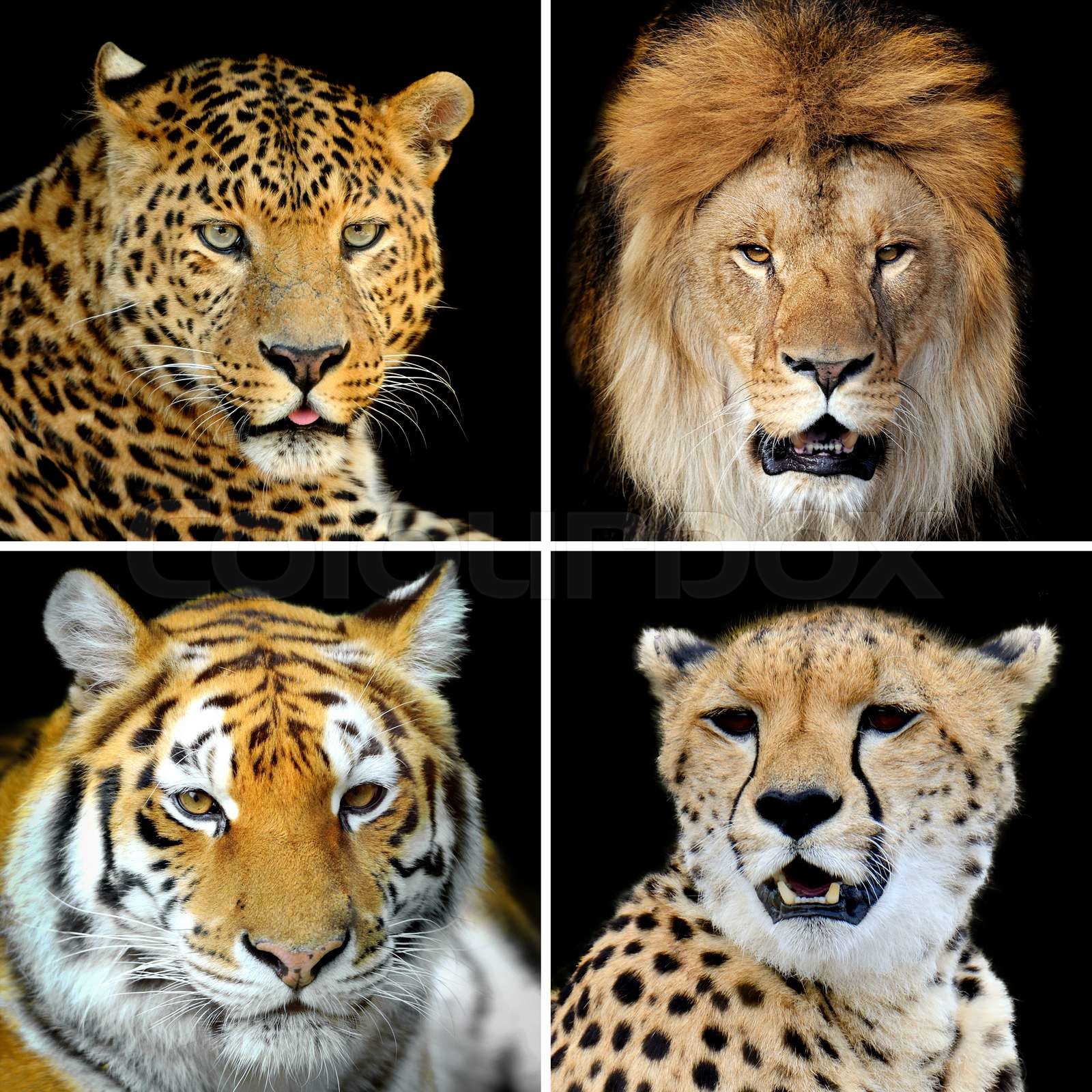 Four big wild cats | Stock image | Colourbox