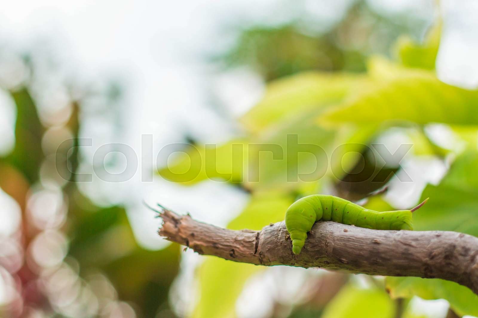 Worm on the branches of trees | Stock image | Colourbox