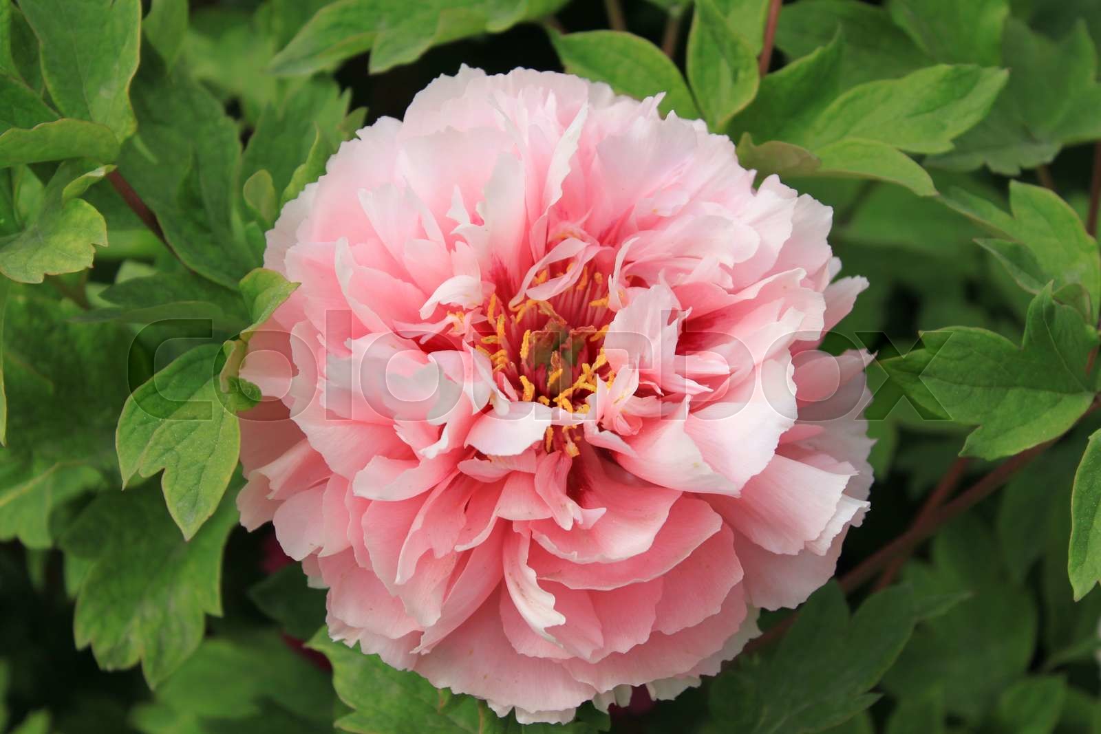 Peony | Stock image | Colourbox