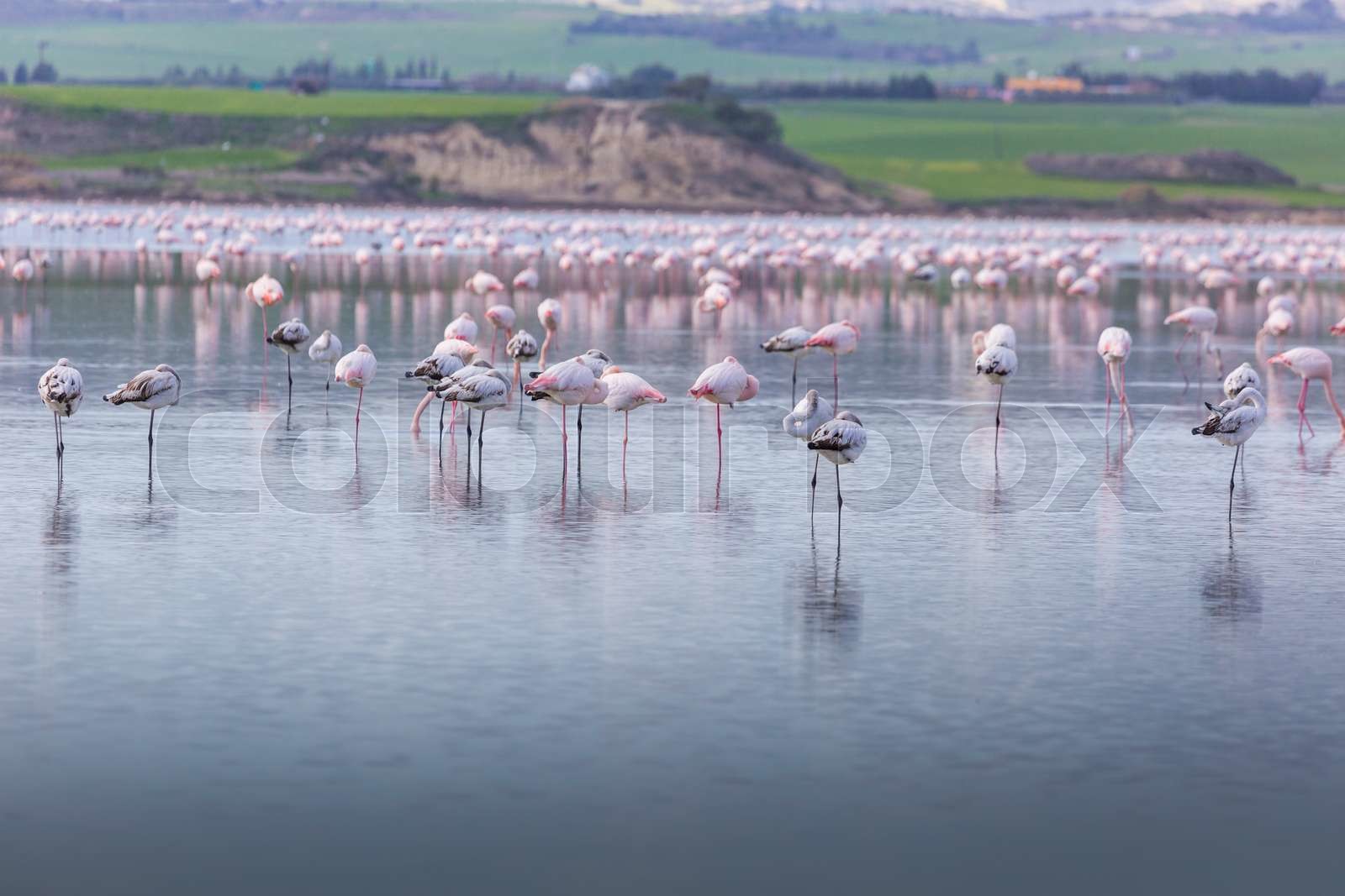 Pink and grey flamingos at the salt lake of Larnaca, Cyprus | Stock ...