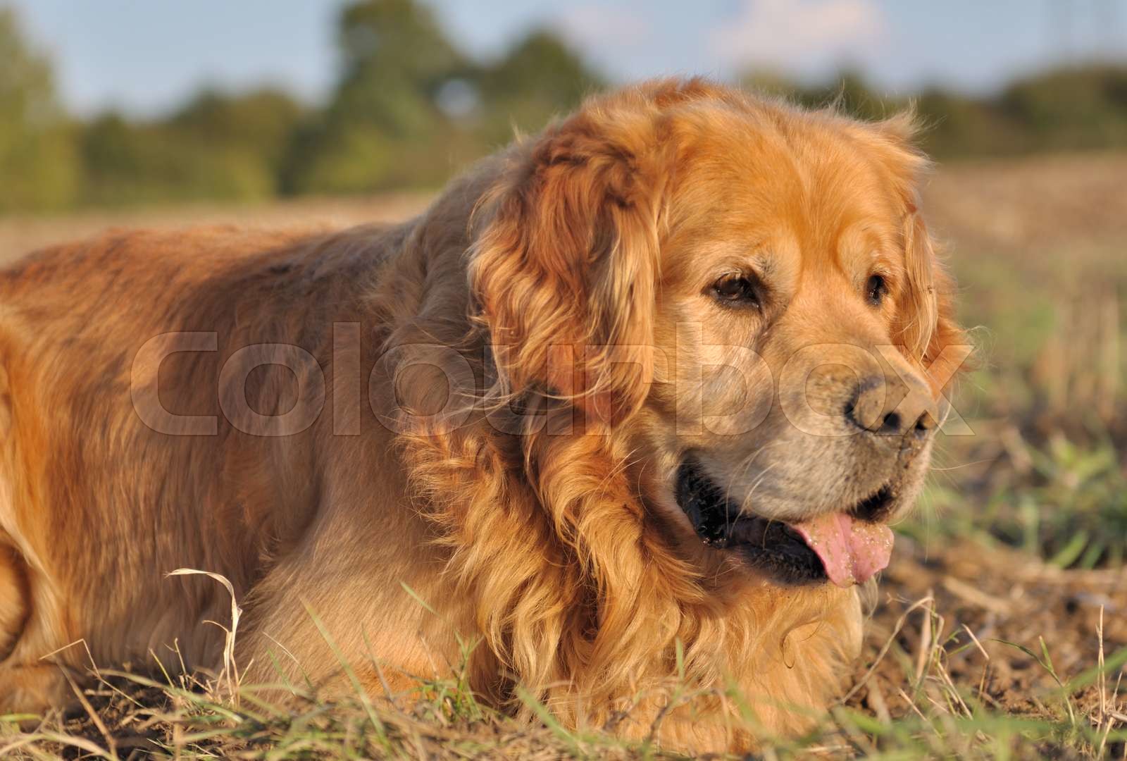 dog lying on the soil | Stock image | Colourbox