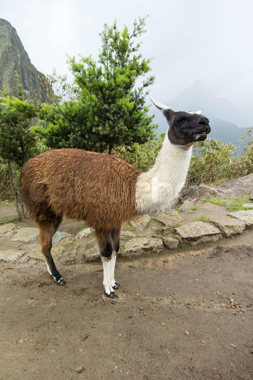 lamas in Andes,Mountains, Peru | Stock image | Colourbox
