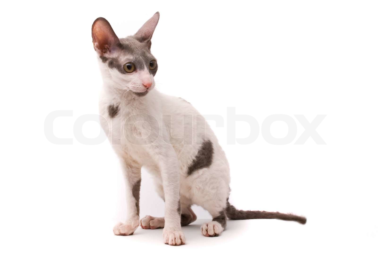 White Cornish Rex