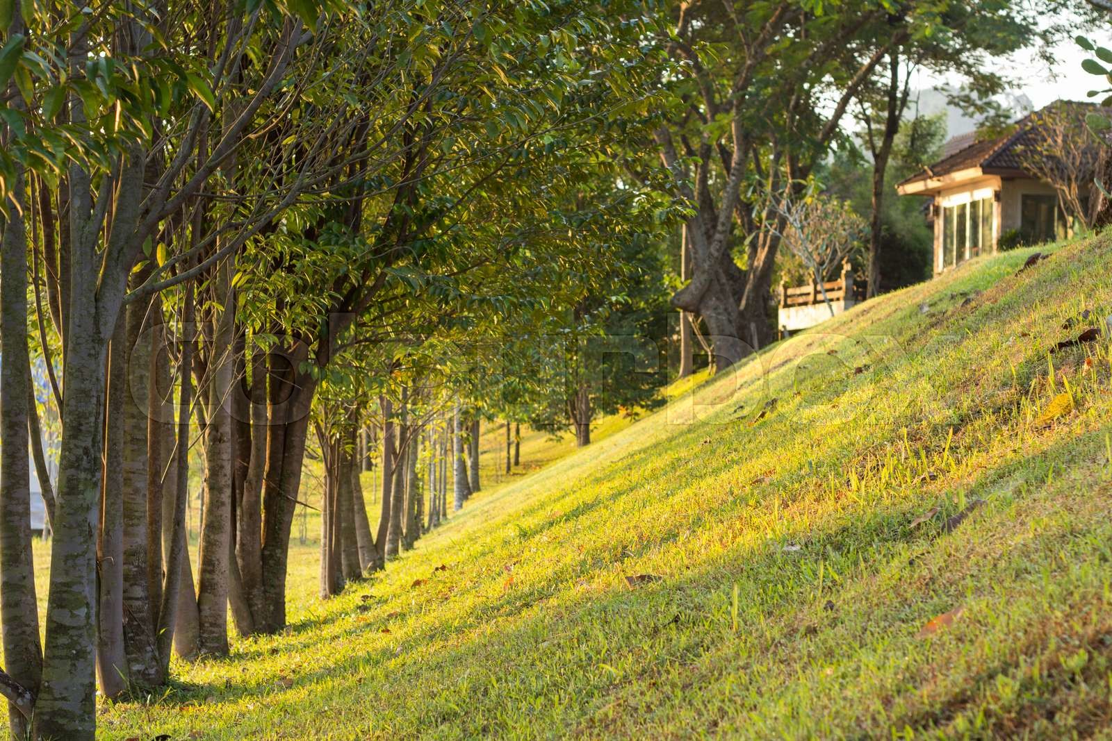 Tree row | Stock image | Colourbox