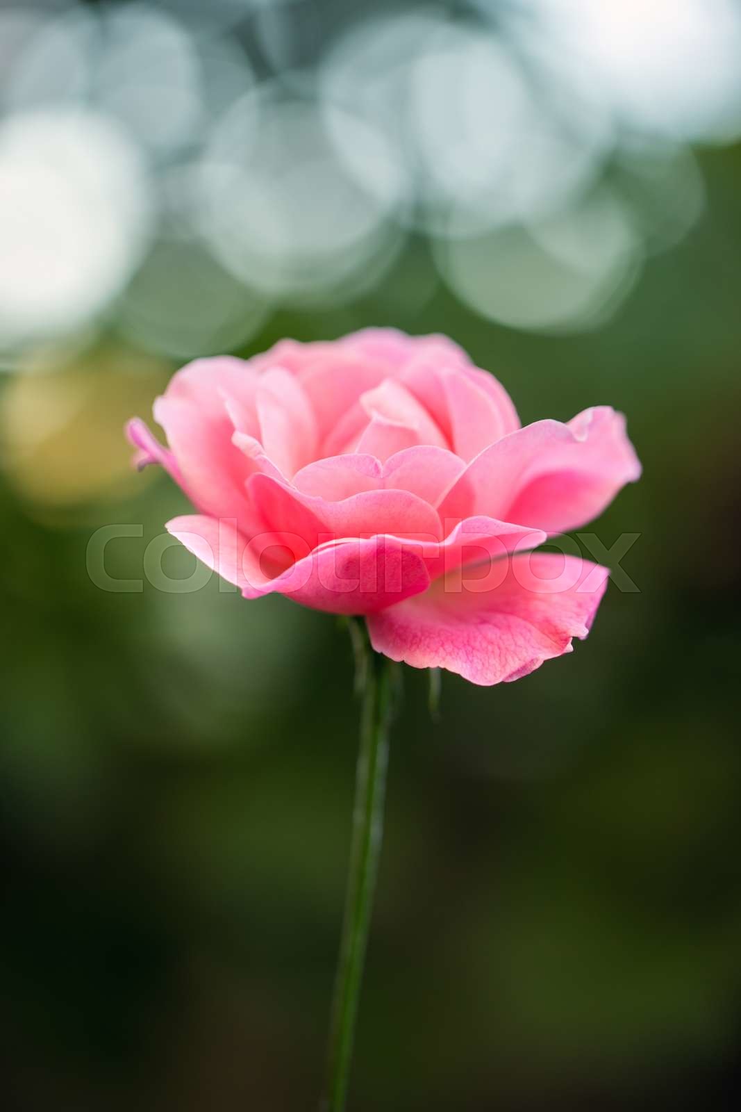 red rose outside | Stock image | Colourbox