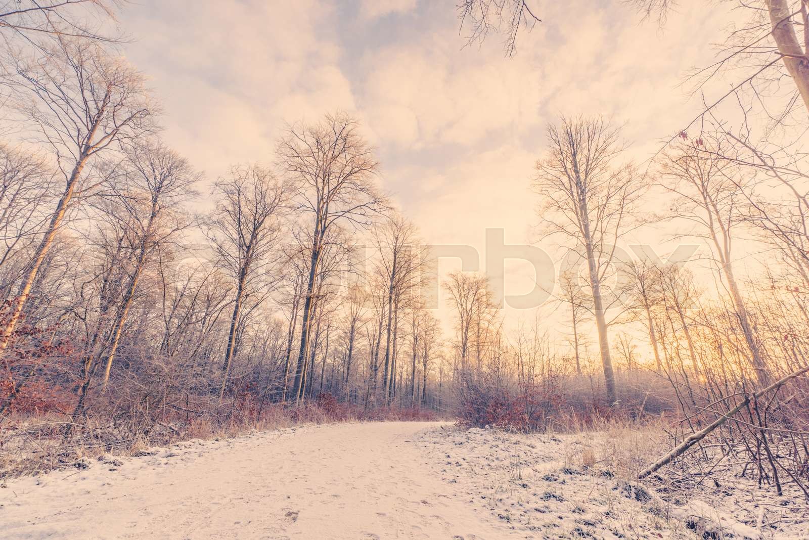 Forest trail covered with snow | Stock image | Colourbox