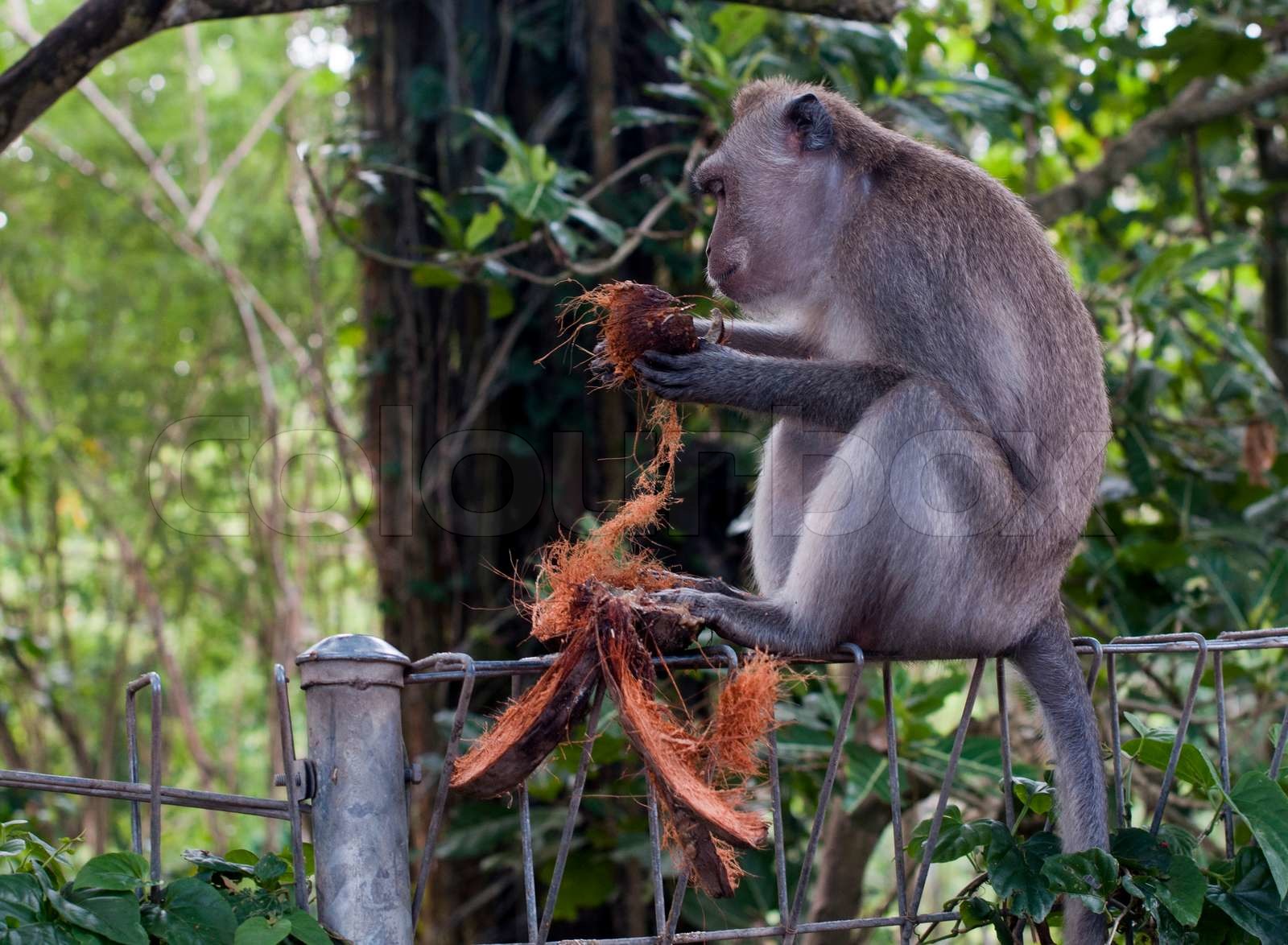 monkey in monkey forest bangkok | Stock image | Colourbox