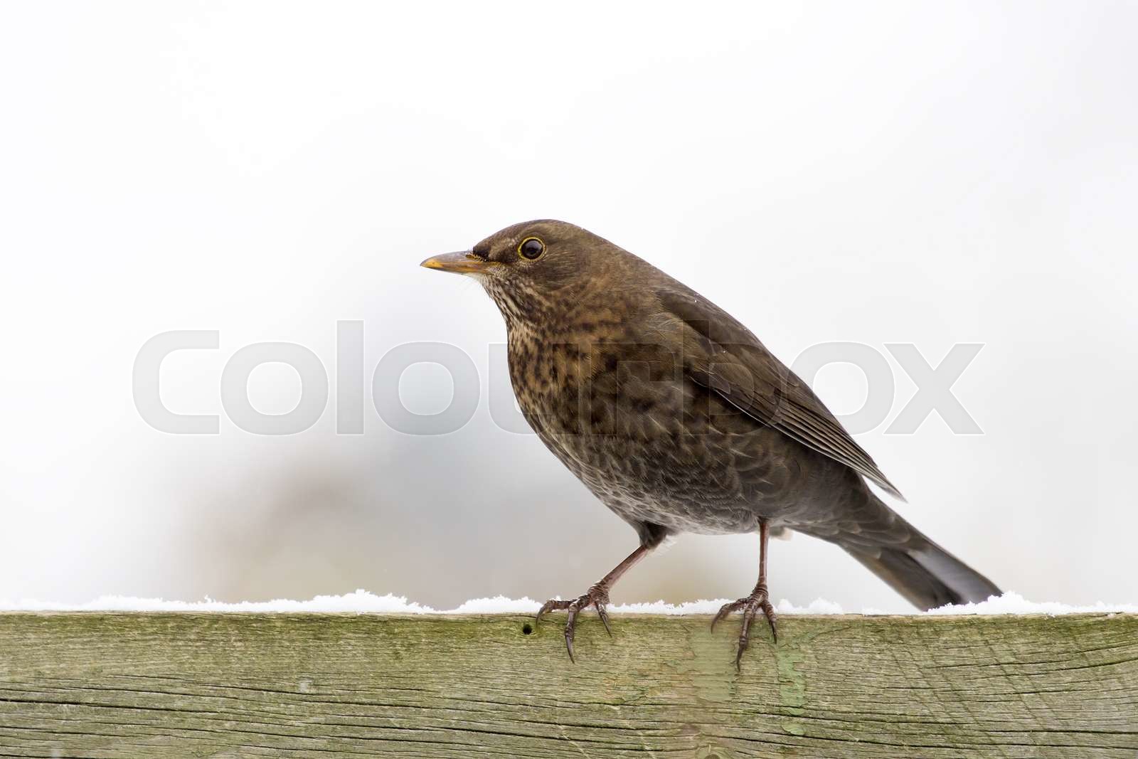 Solsort hun der sidder på toppen af et hegn med sne om vinteren | Stock ...