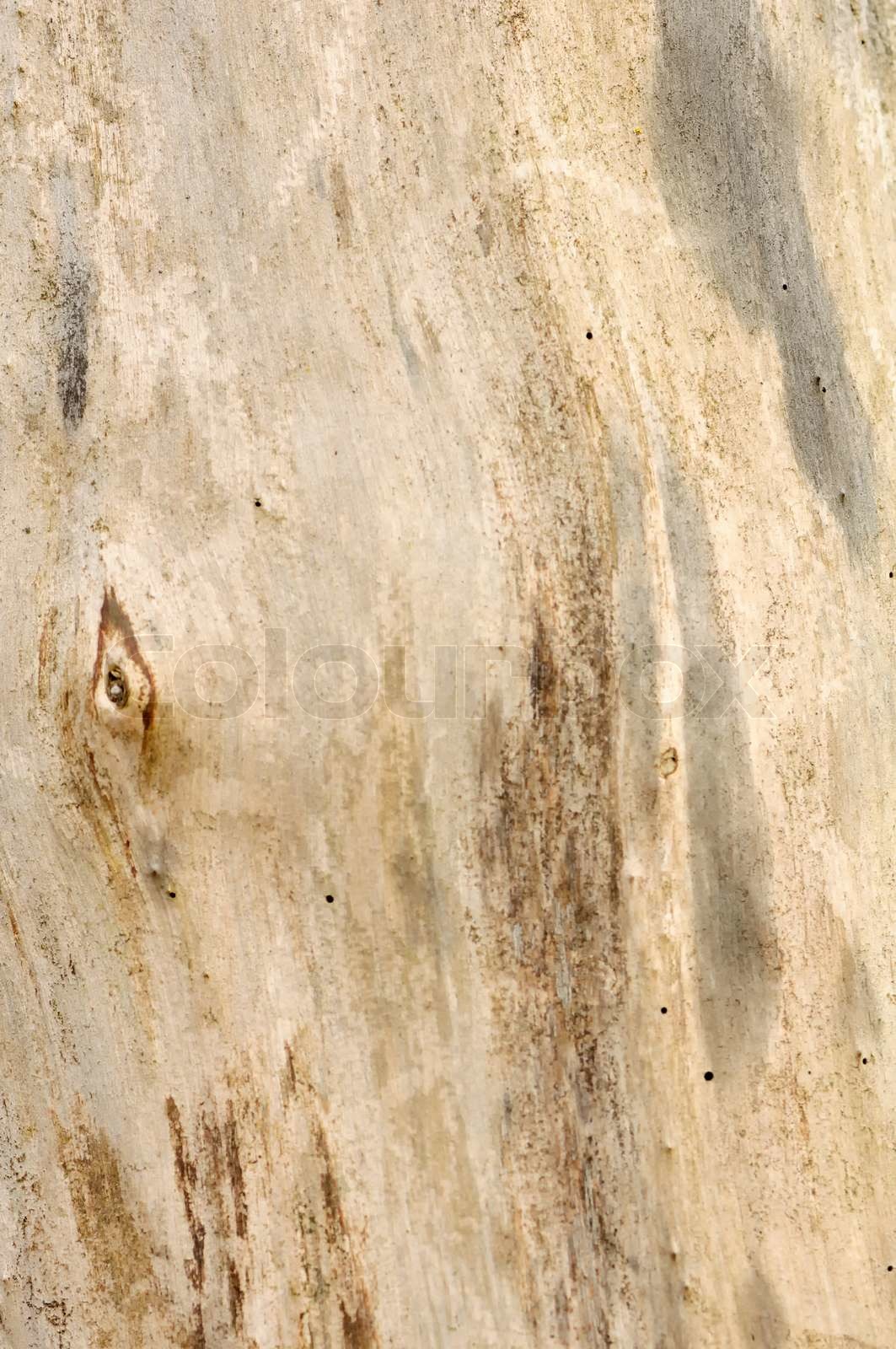 Barkless Tree Texture | Stock image | Colourbox
