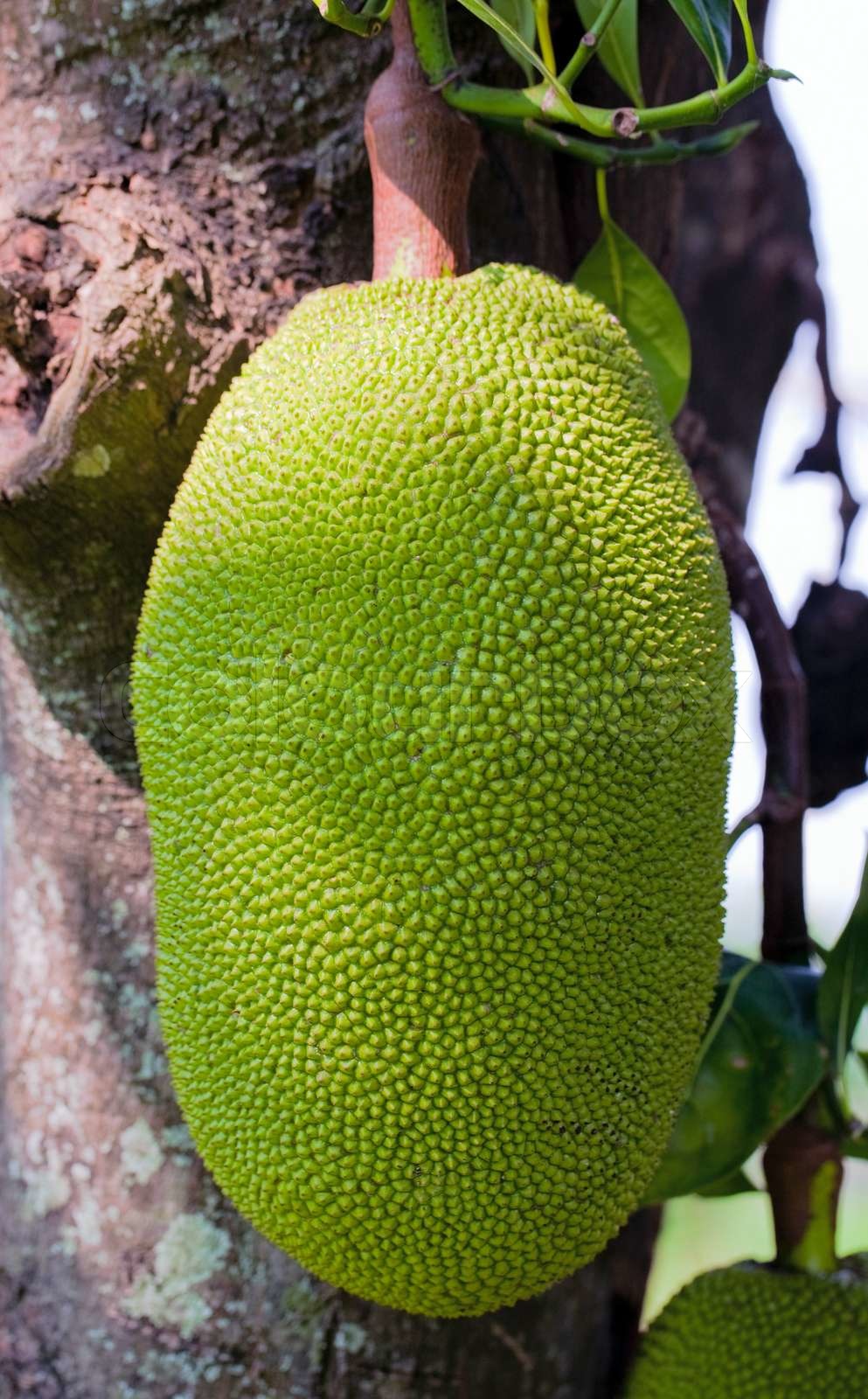 Big jackfruit on the tree | Stock image | Colourbox