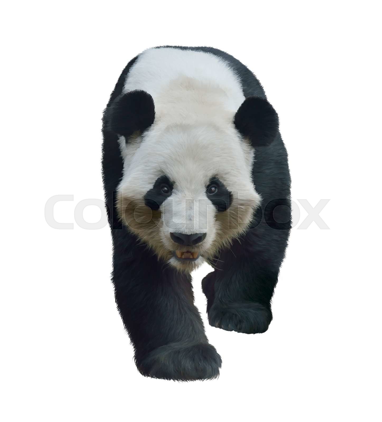 panda, bamse, dyr | Stock foto | Colourbox