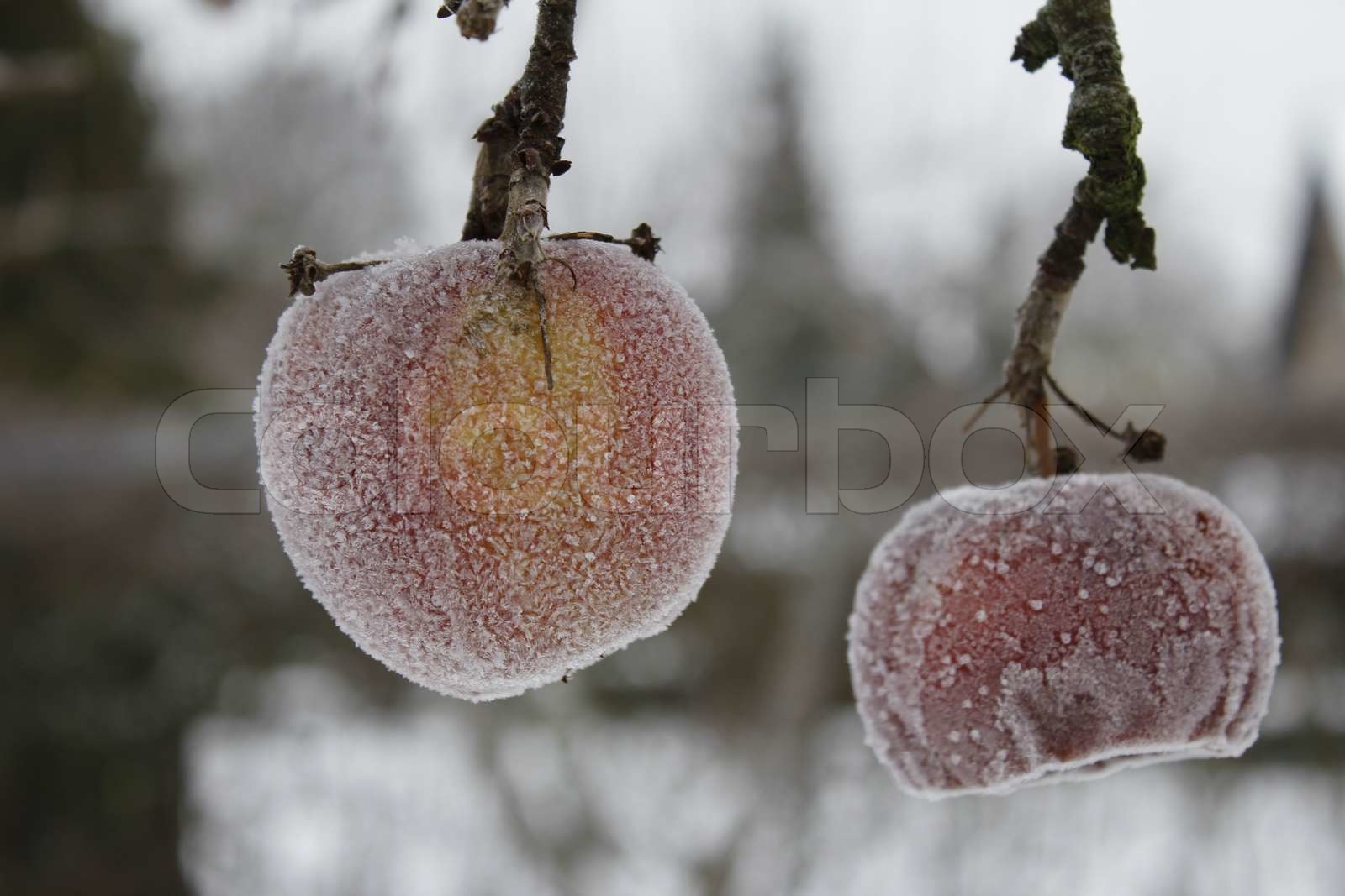 Frozen apples on tree | Stock image | Colourbox