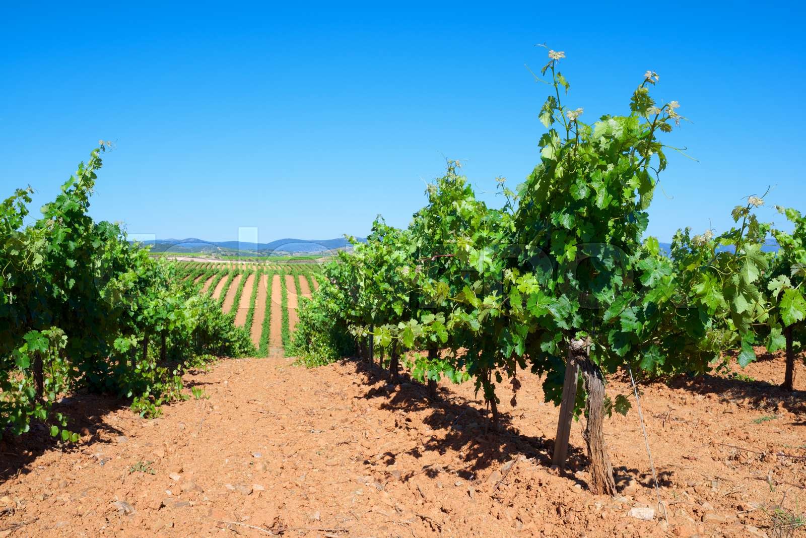 Vineyard | Stock image | Colourbox