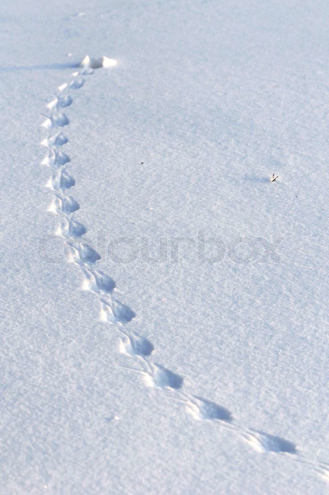 Guide To Animal Tracks In Snow