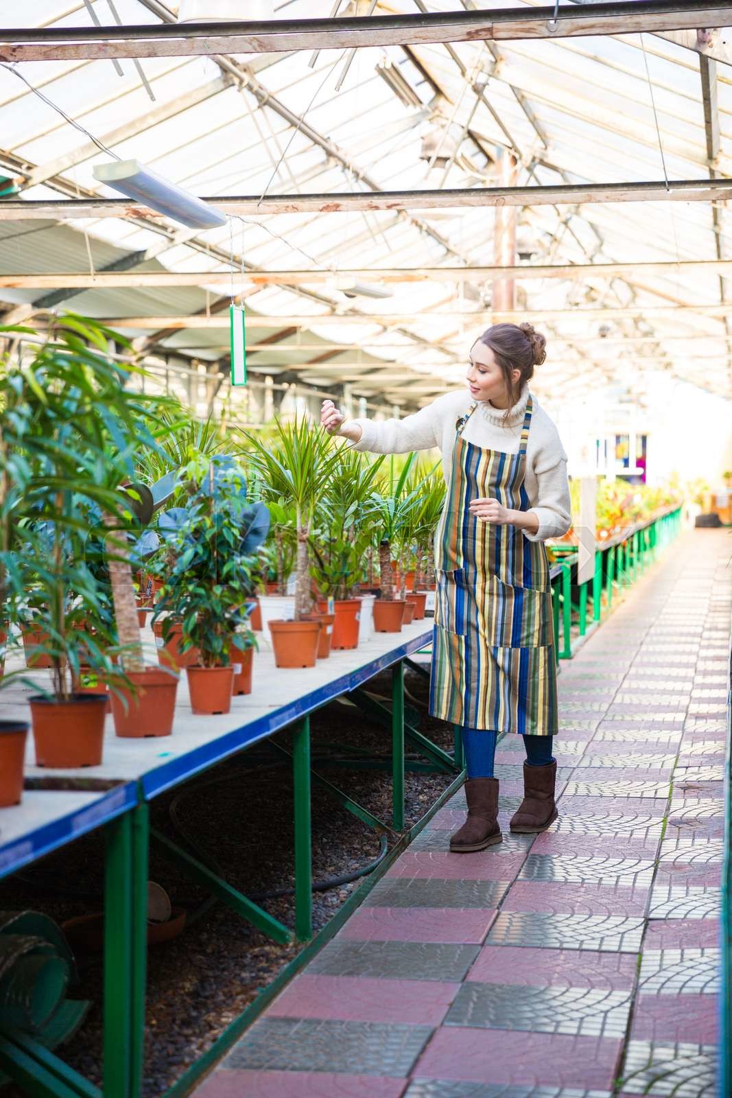 Concentrated woman gardener working with flowers in garden center ...