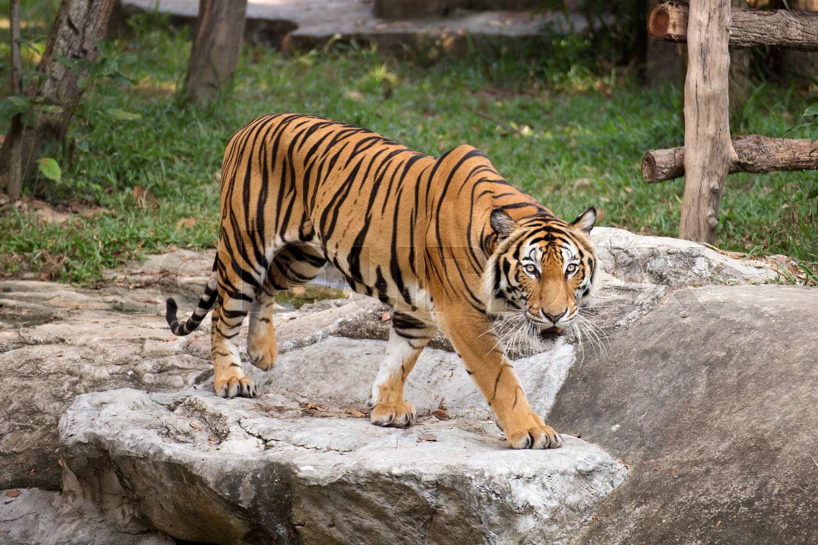 Bengal Tiger walking | Stock image | Colourbox