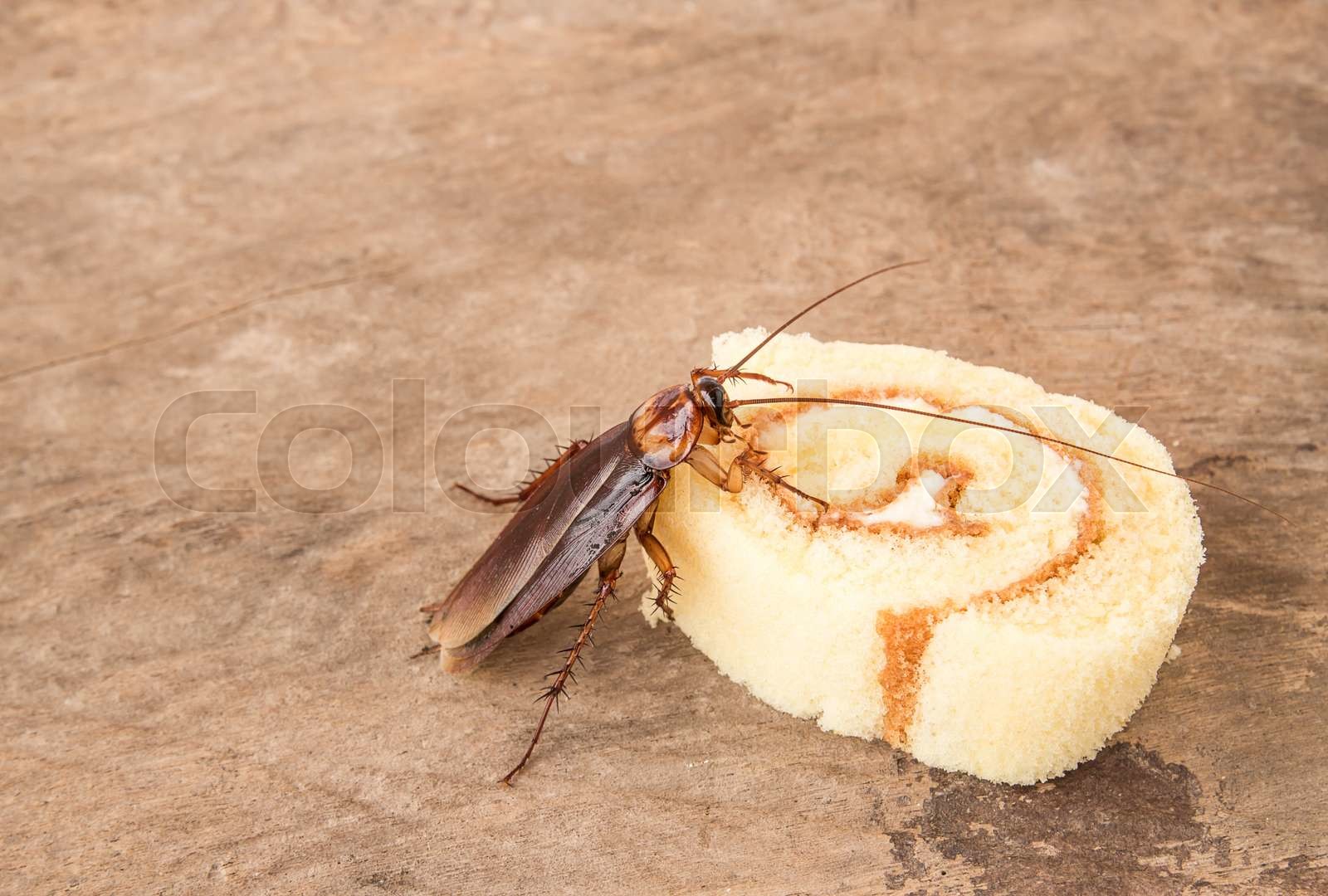 Cockroach eating a bread | Stock image | Colourbox