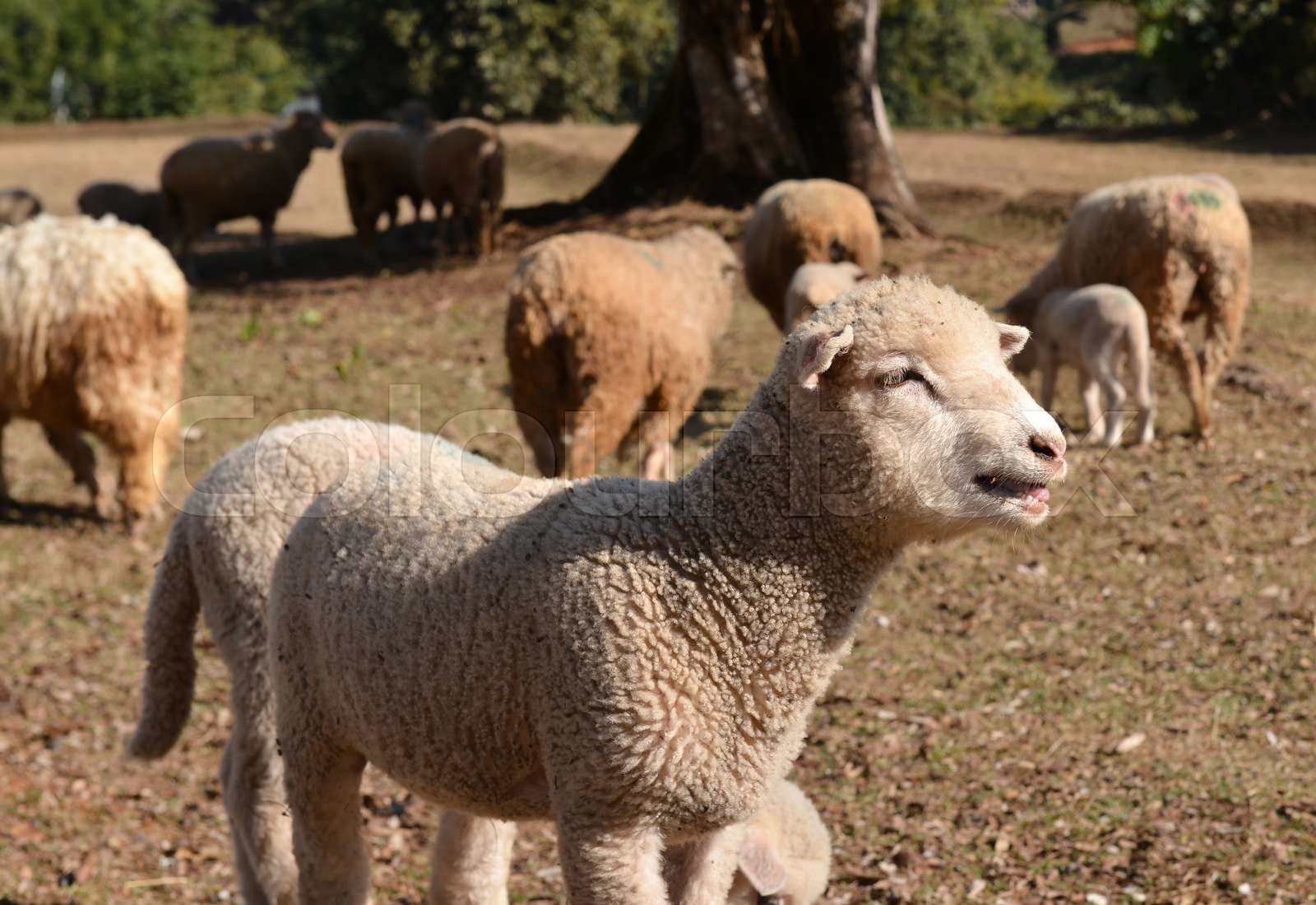 sheep in zoo farm for traveler | Stock image | Colourbox