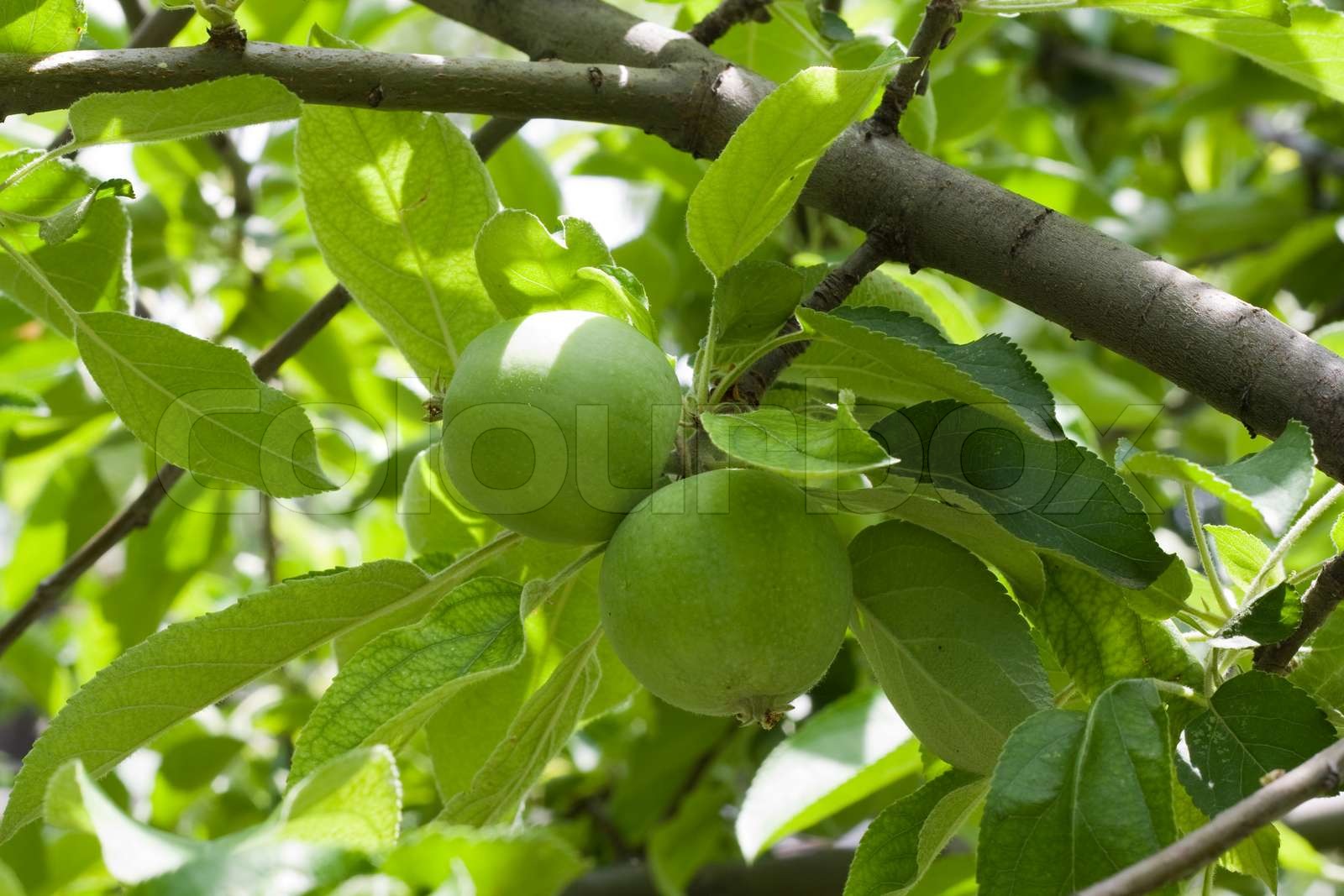 Zwei grüne Äpfel am Zweig | Stock Bild | Colourbox