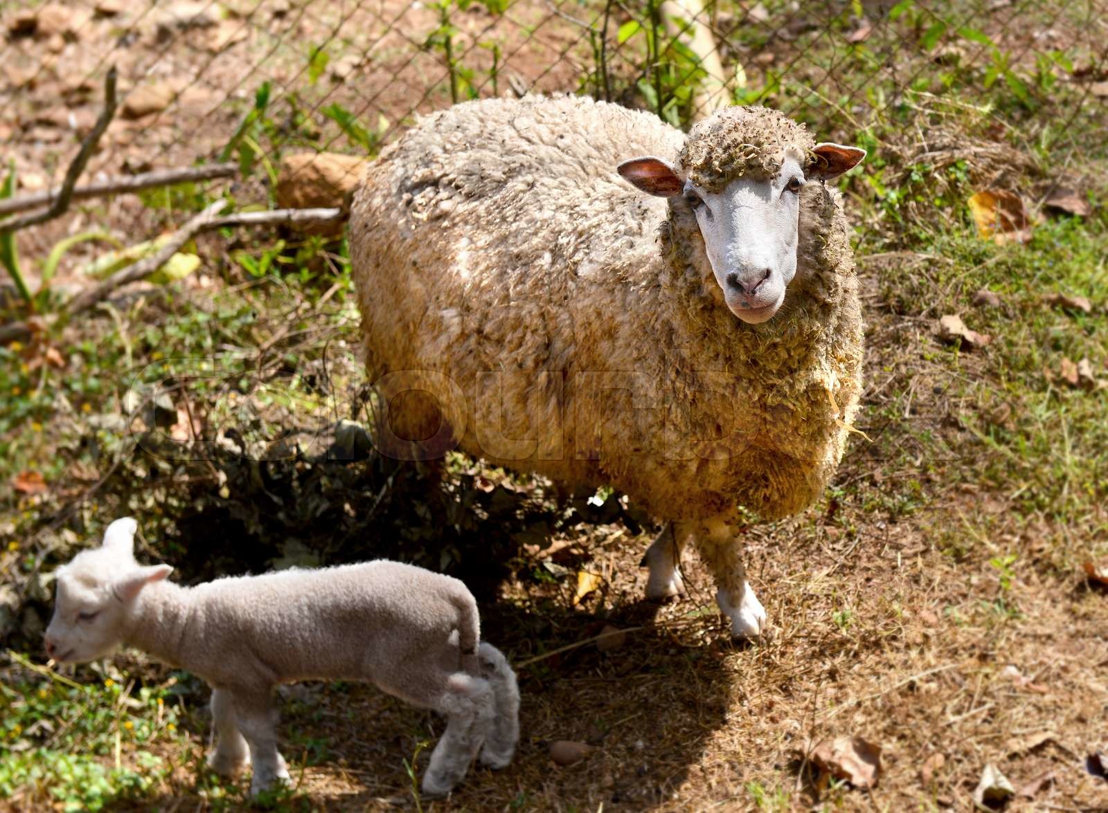 sheep in zoo farm for traveler | Stock image | Colourbox