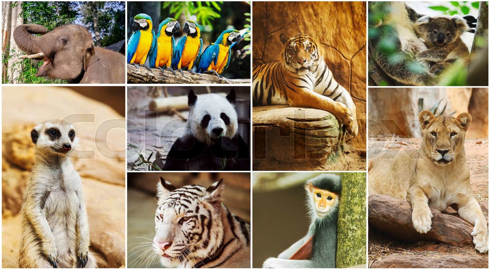 Different animals | Stock image | Colourbox