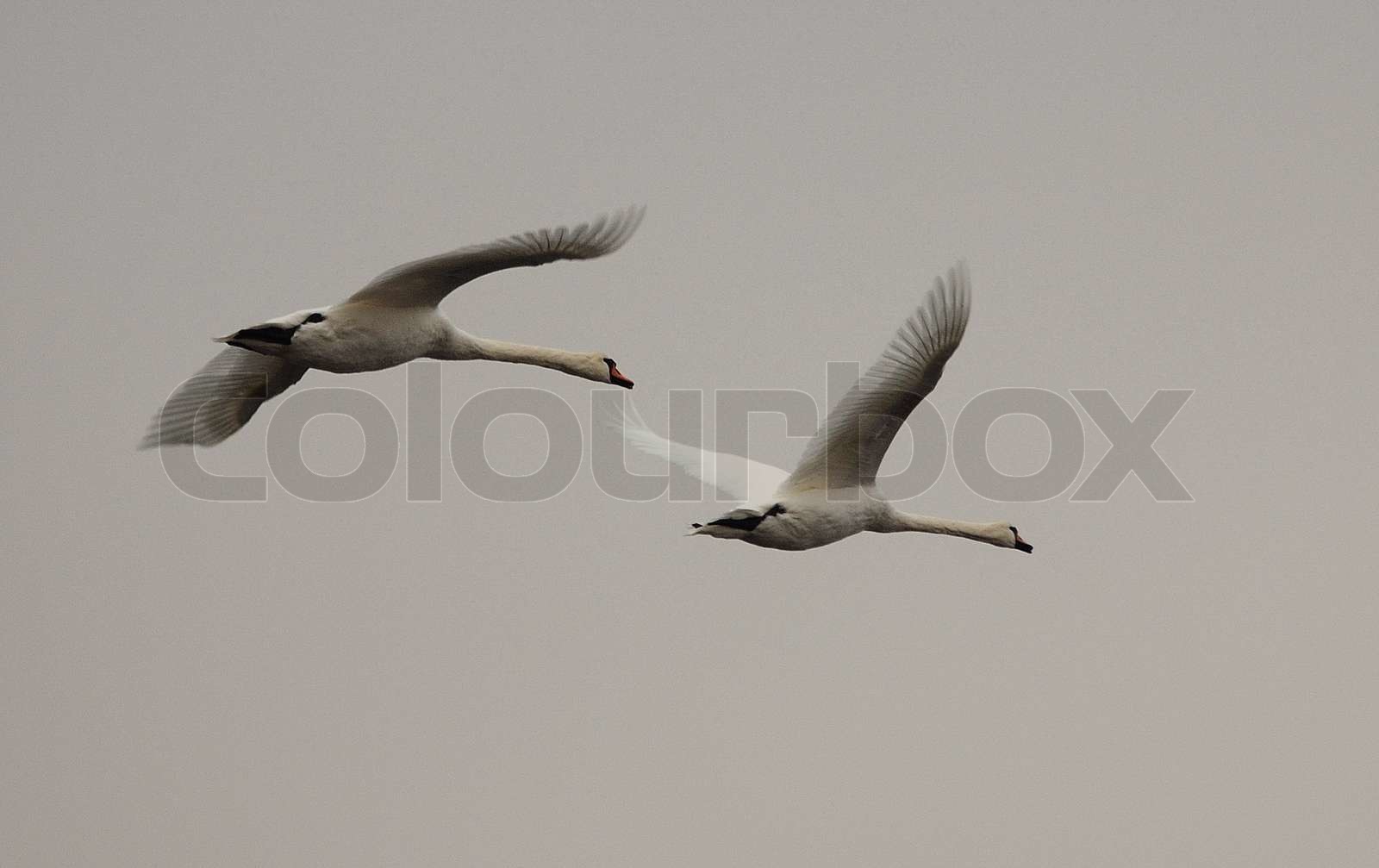 Two Swan Flying