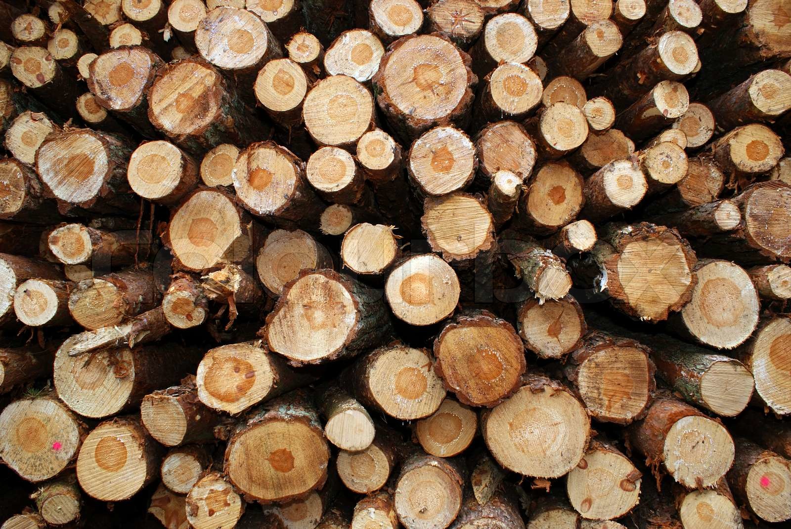 Stack of timber. | Stock image | Colourbox