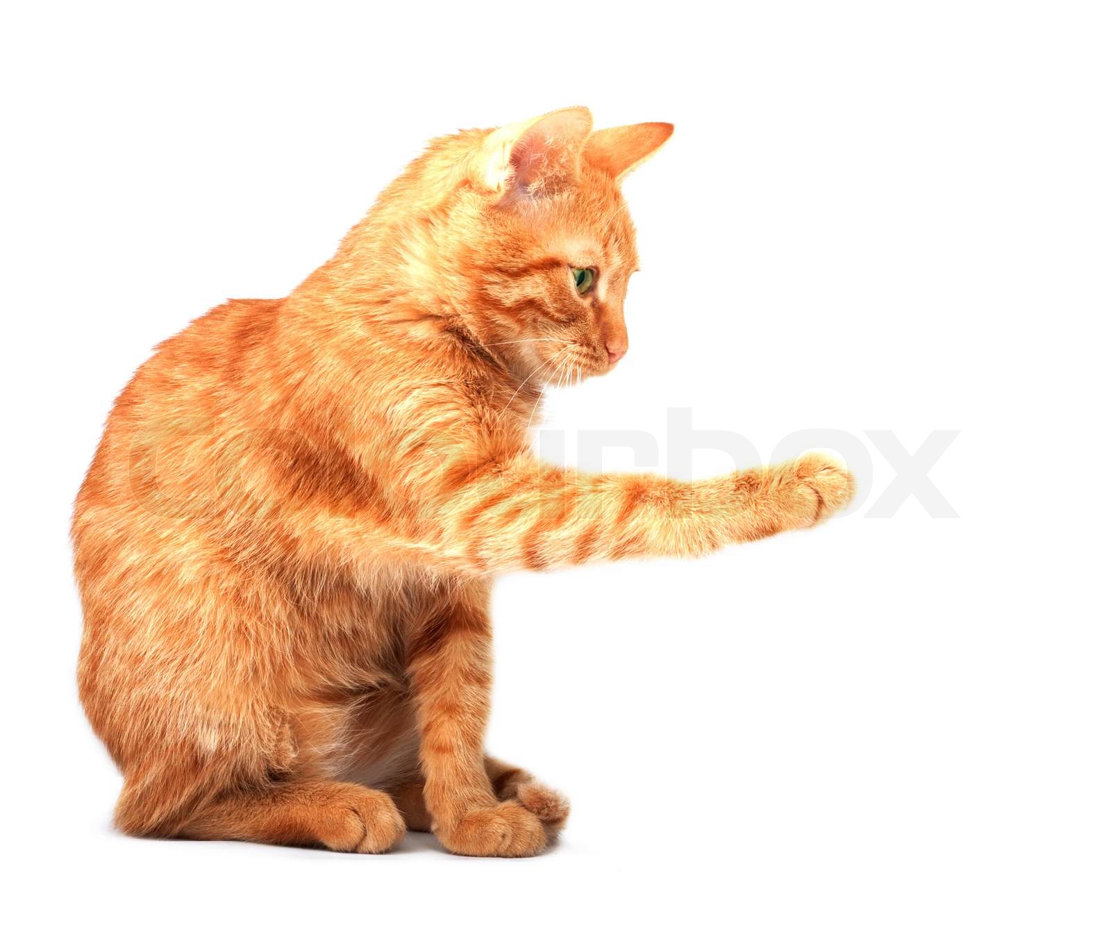 Red cute cat on a white background | Stock image | Colourbox
