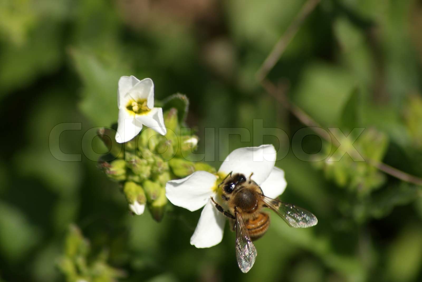 April bee | Stock image | Colourbox