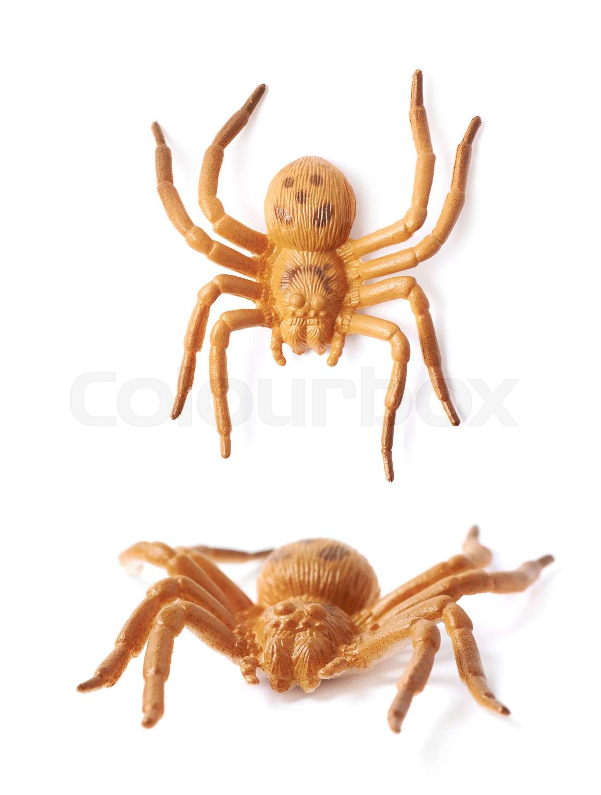 Fake rubber spider toy isolated | Stock image | Colourbox