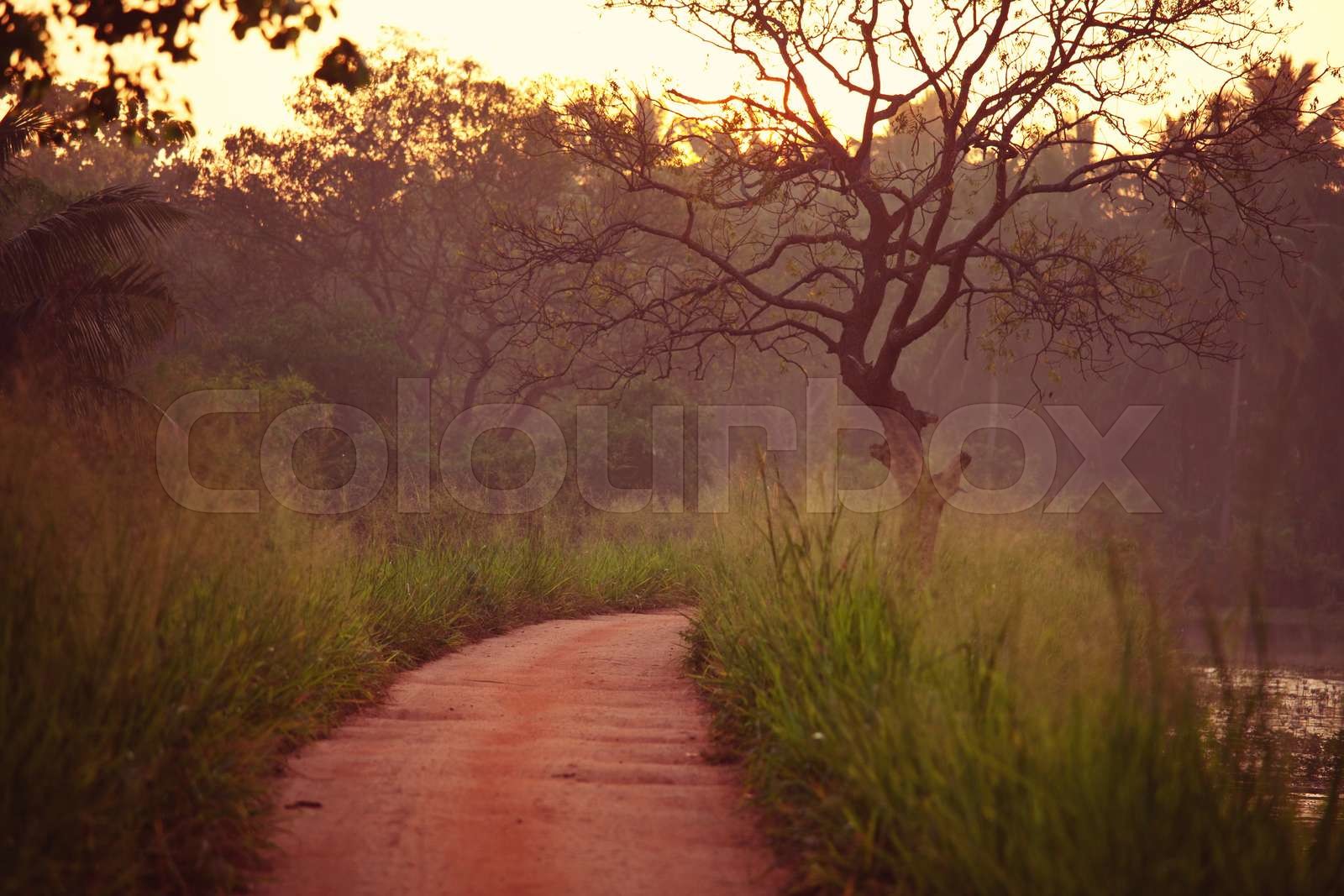 Road In Jungle Stock Image Colourbox road-in-jungle-stock-image-colourbox