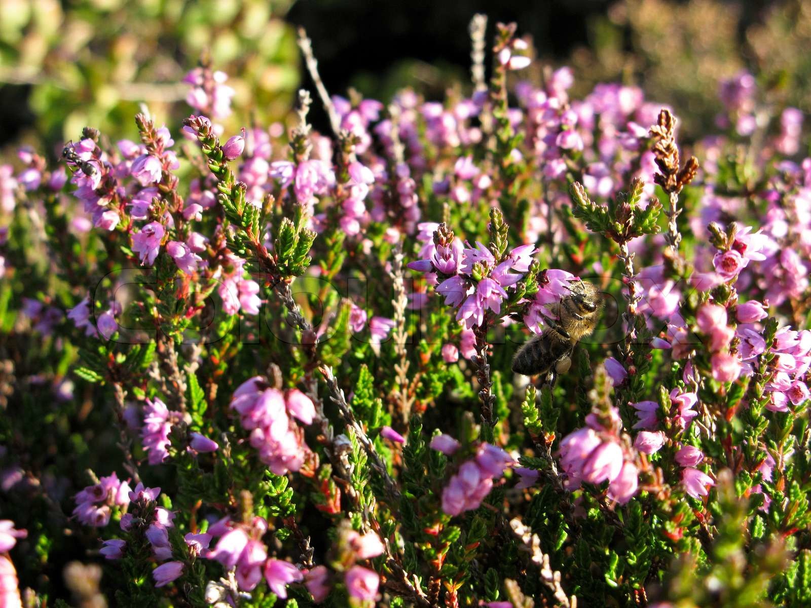 flowering erica plant in a heather field, Calluna vulgaris, with bee ...