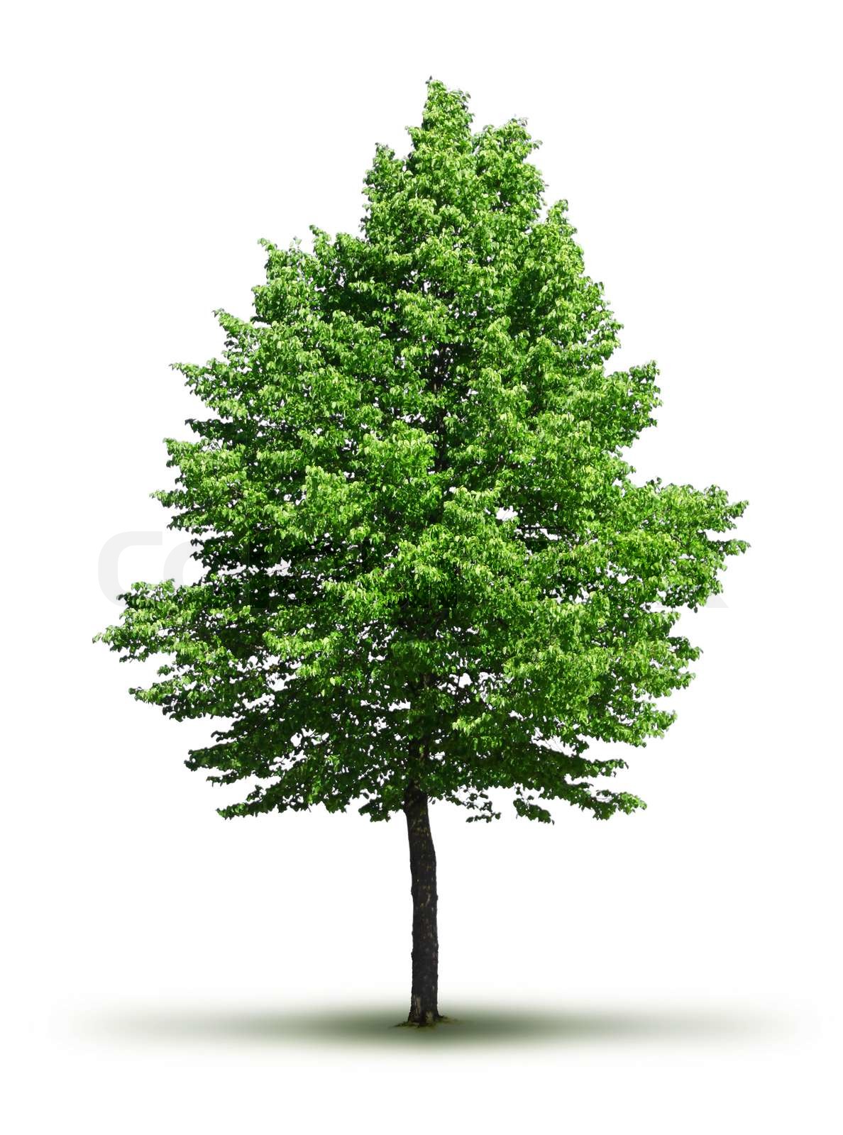 Lone green leafy tree isolated on white background, with soft shadow ...
