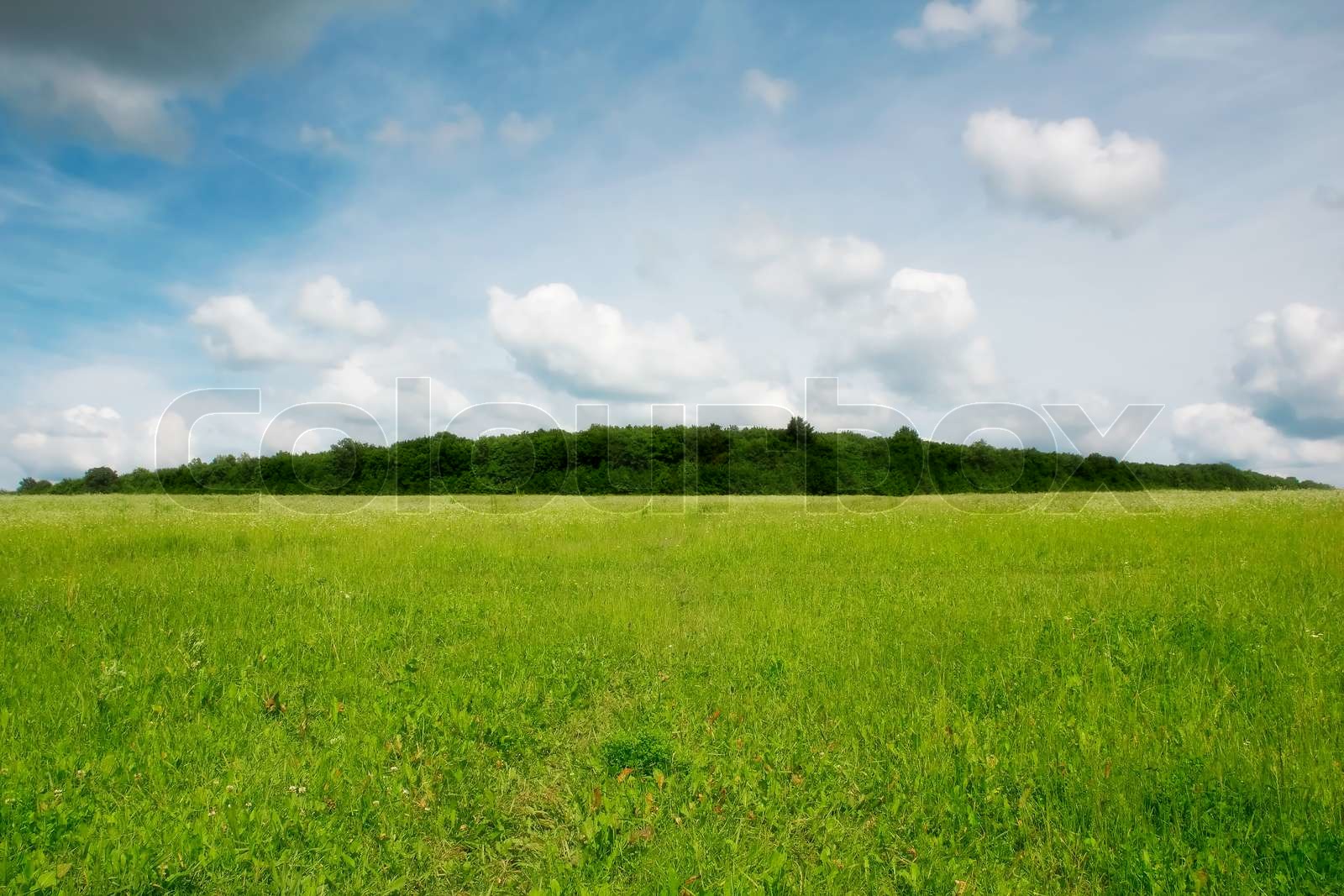 Beautiful summer landscape with a green grass field | Stock image ...
