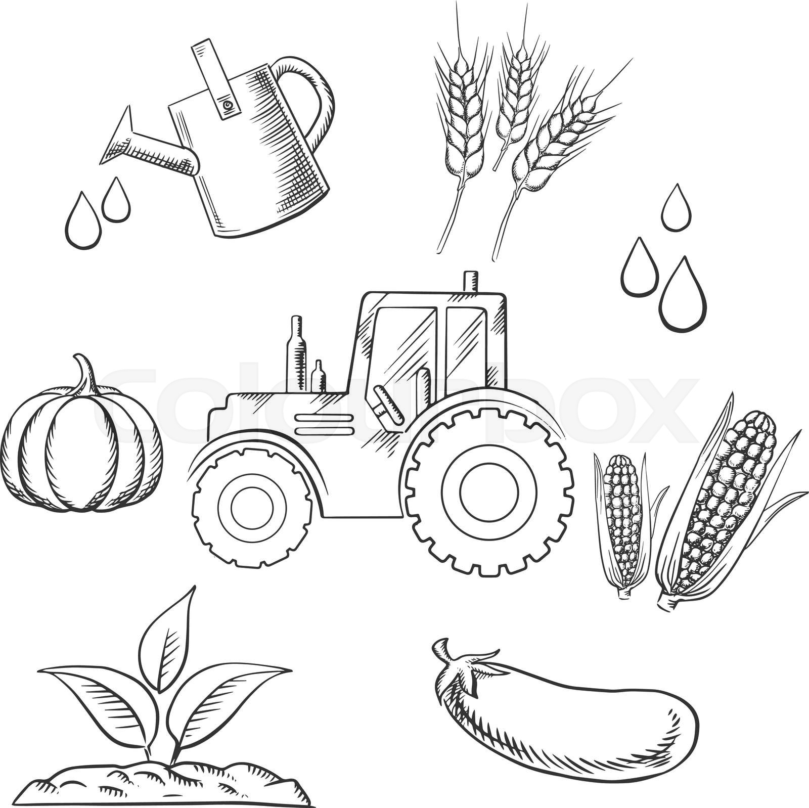 Agriculture and farm sketched objects | Stock vector | Colourbox